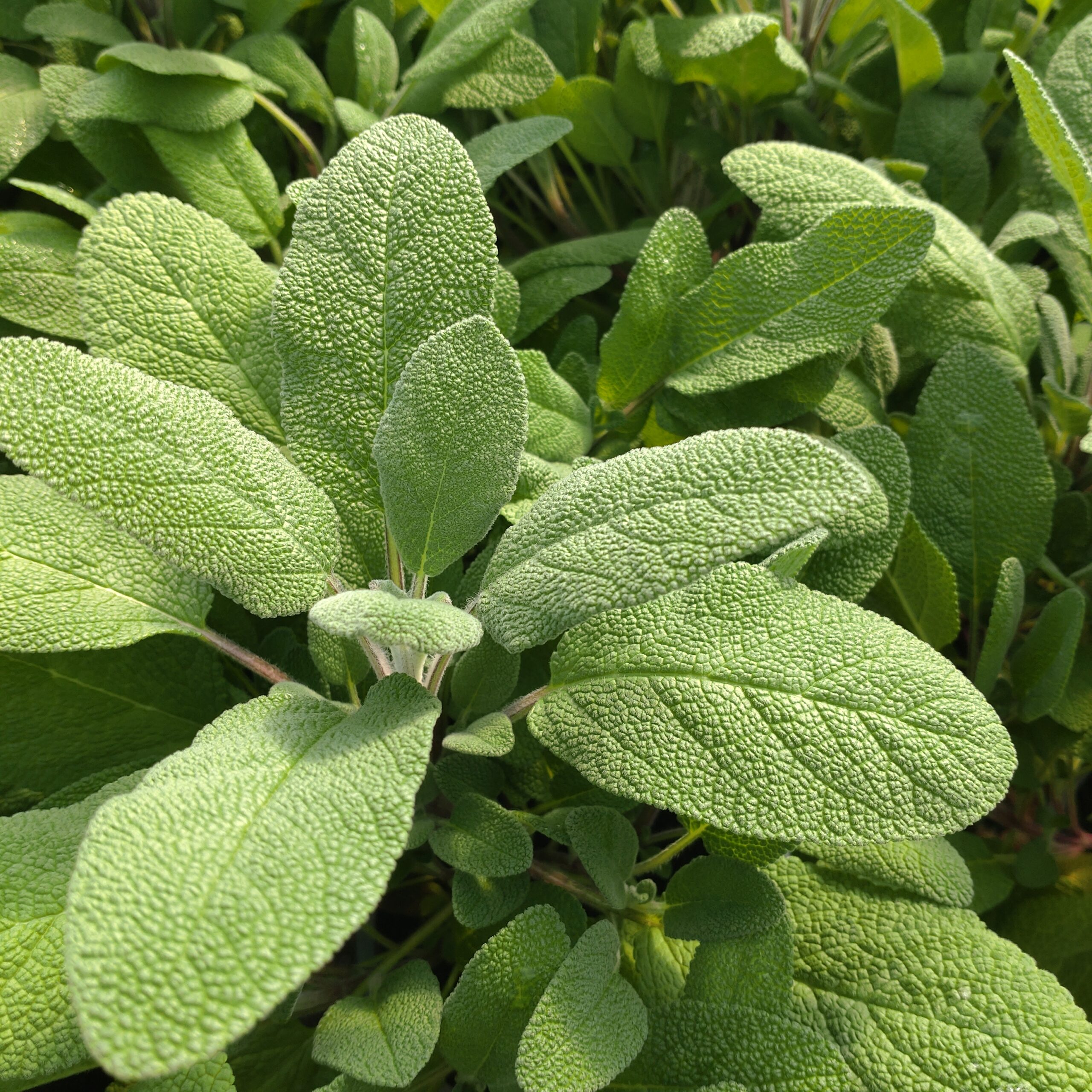 Salvia officinalis 'Grower's Friend' (Salvie) - Lundagers Gartneri