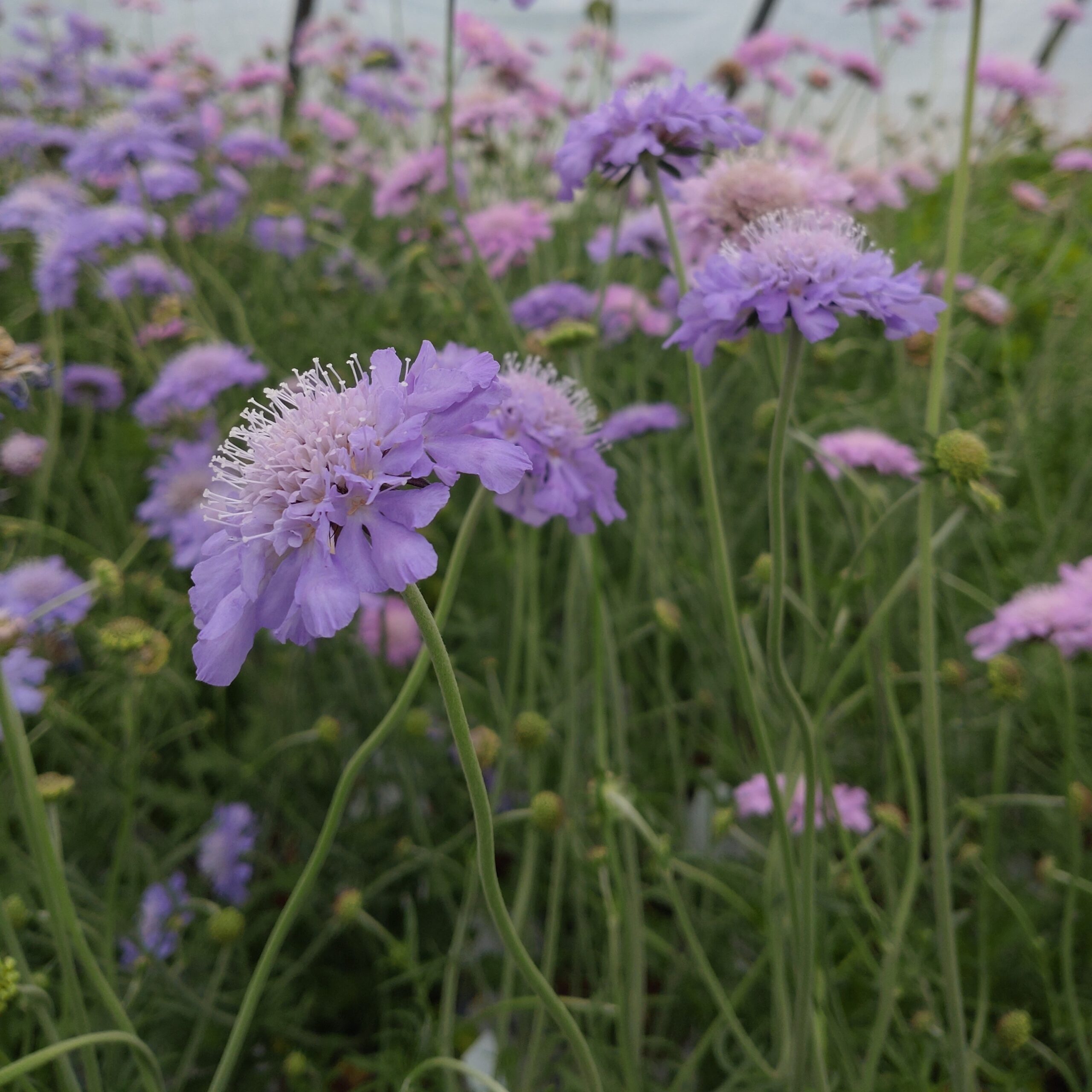 Scabiosa columbaria 'Butterfly Blue' (Enkeblomst) - Lundagers Gartneri