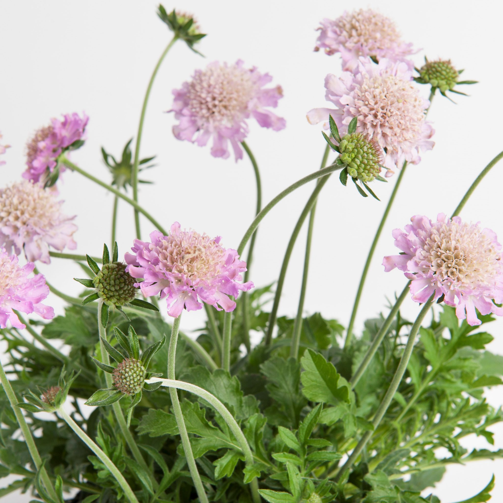 Scabiosa columbaria 'Pink Mist' (Enkeblomst) - Lundagers Gartneri