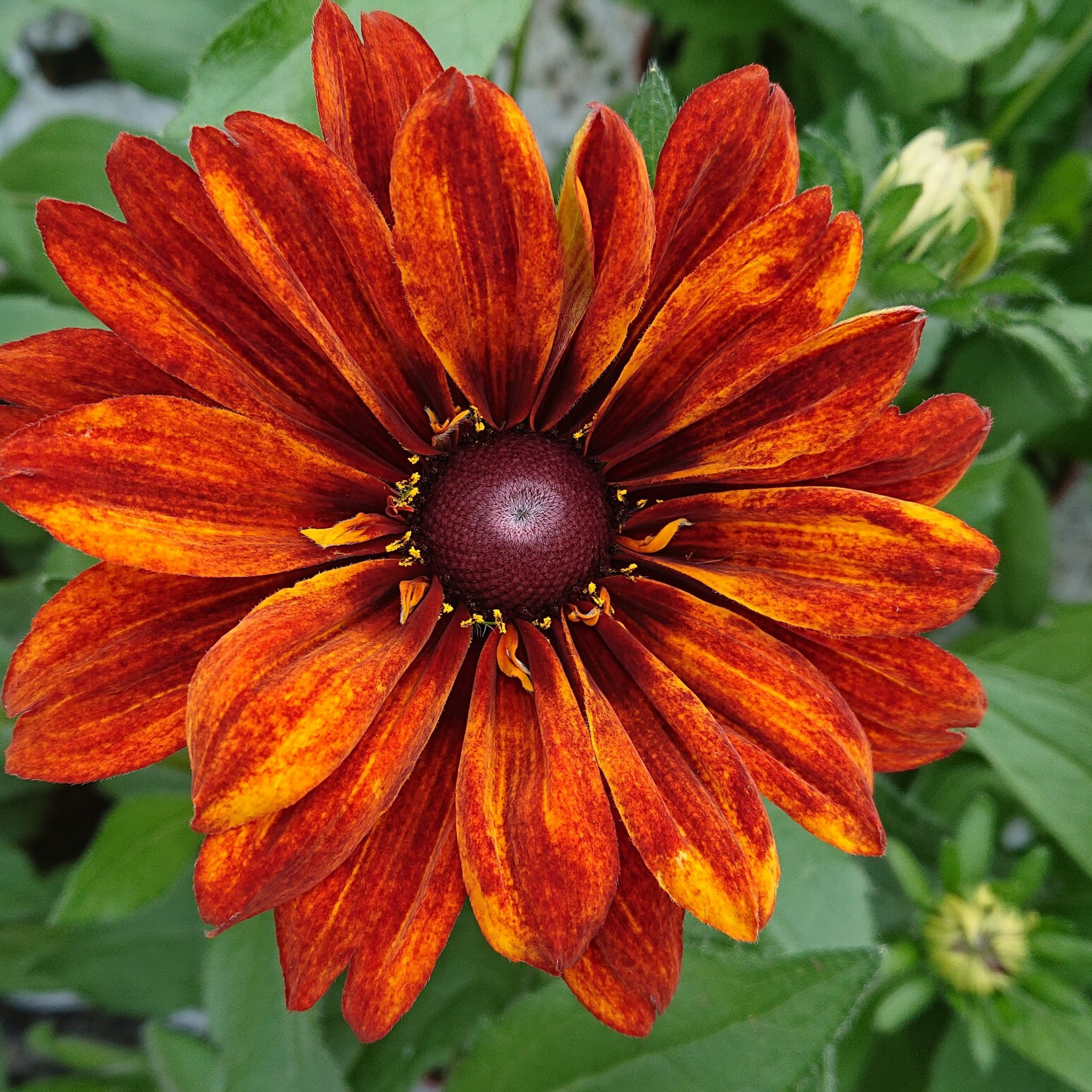 Rudbeckia hirta (Håret Solhat) - Lundagers Gartneri