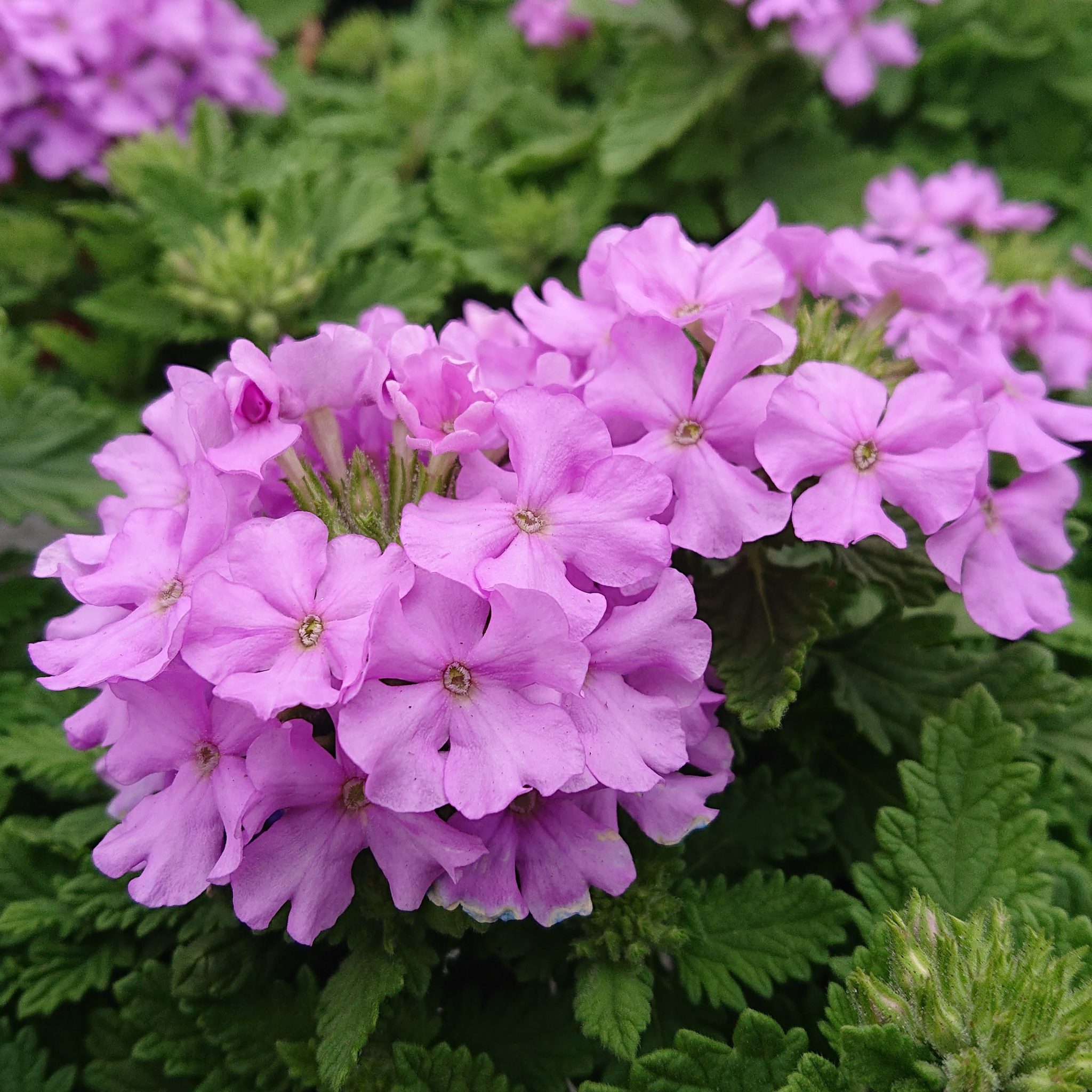 Verbena x hybrida (Hænge Verbena) - Lundagers Gartneri
