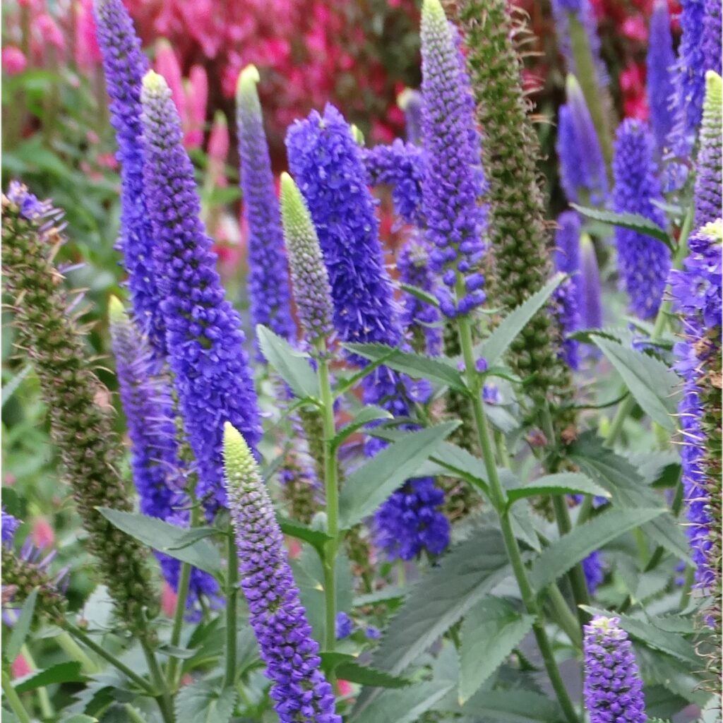 Veronica longifolia 'First Glory' (Langbladet ærenpris) - Lundagers ...