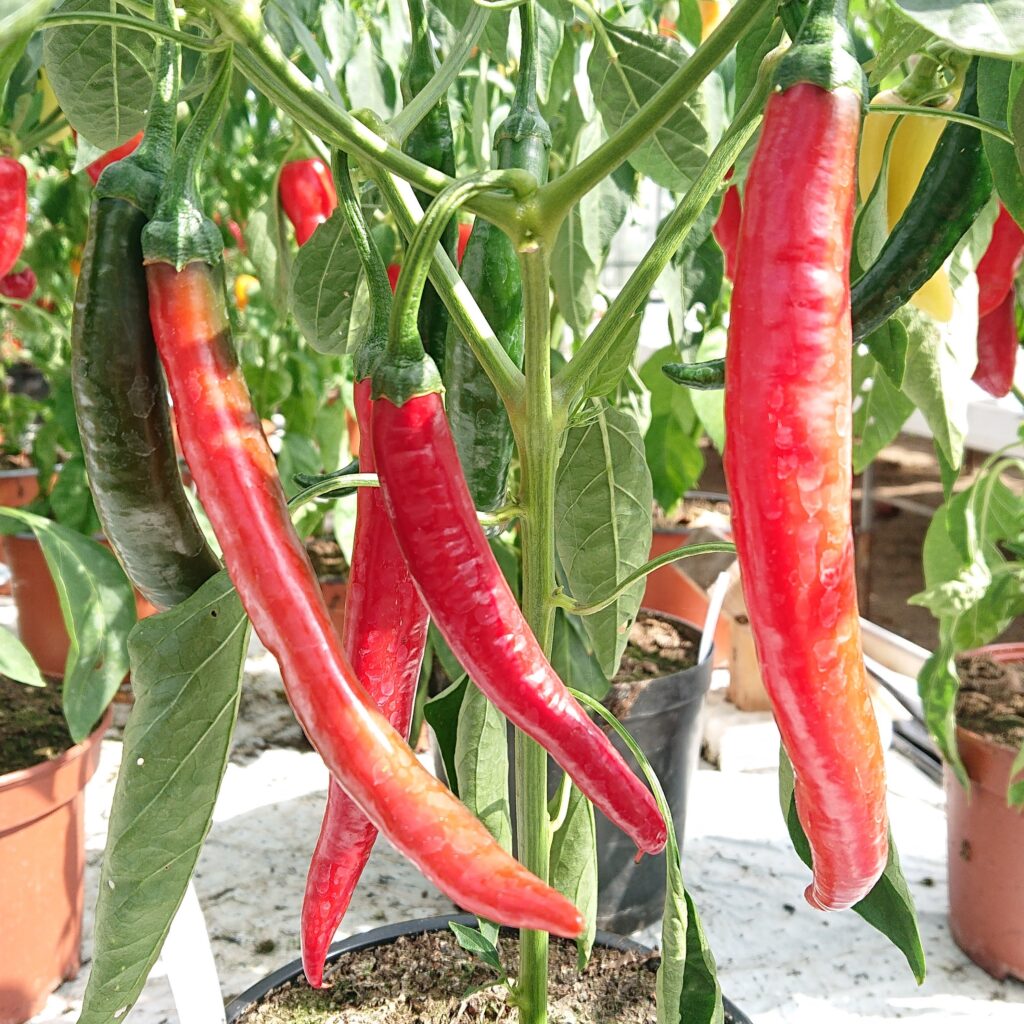 Køb dine Peberplanter direkte hos Lundagers Gartneri