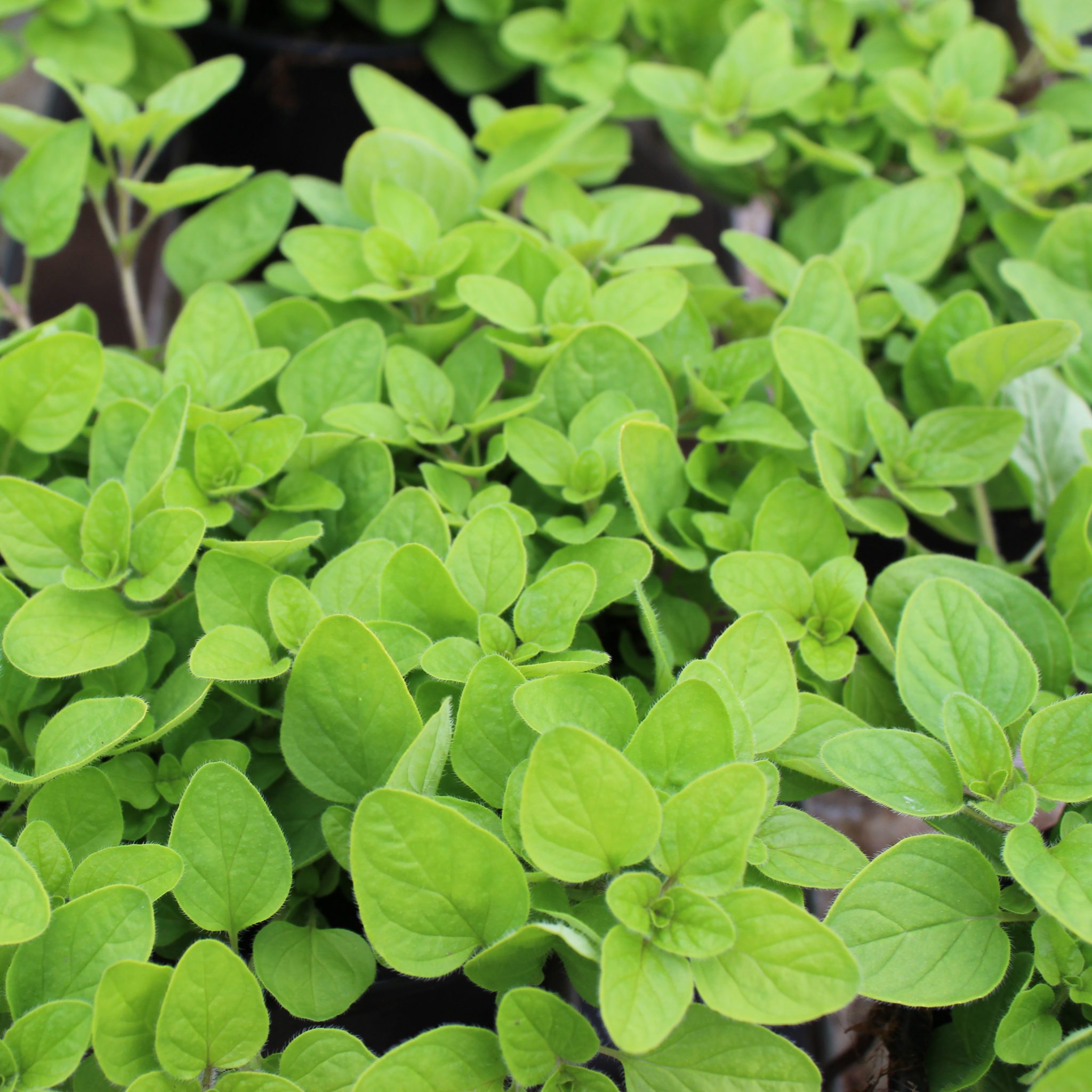 Origanum vulgare 'Aureum Green' (Oregano) - Lundagers Gartneri
