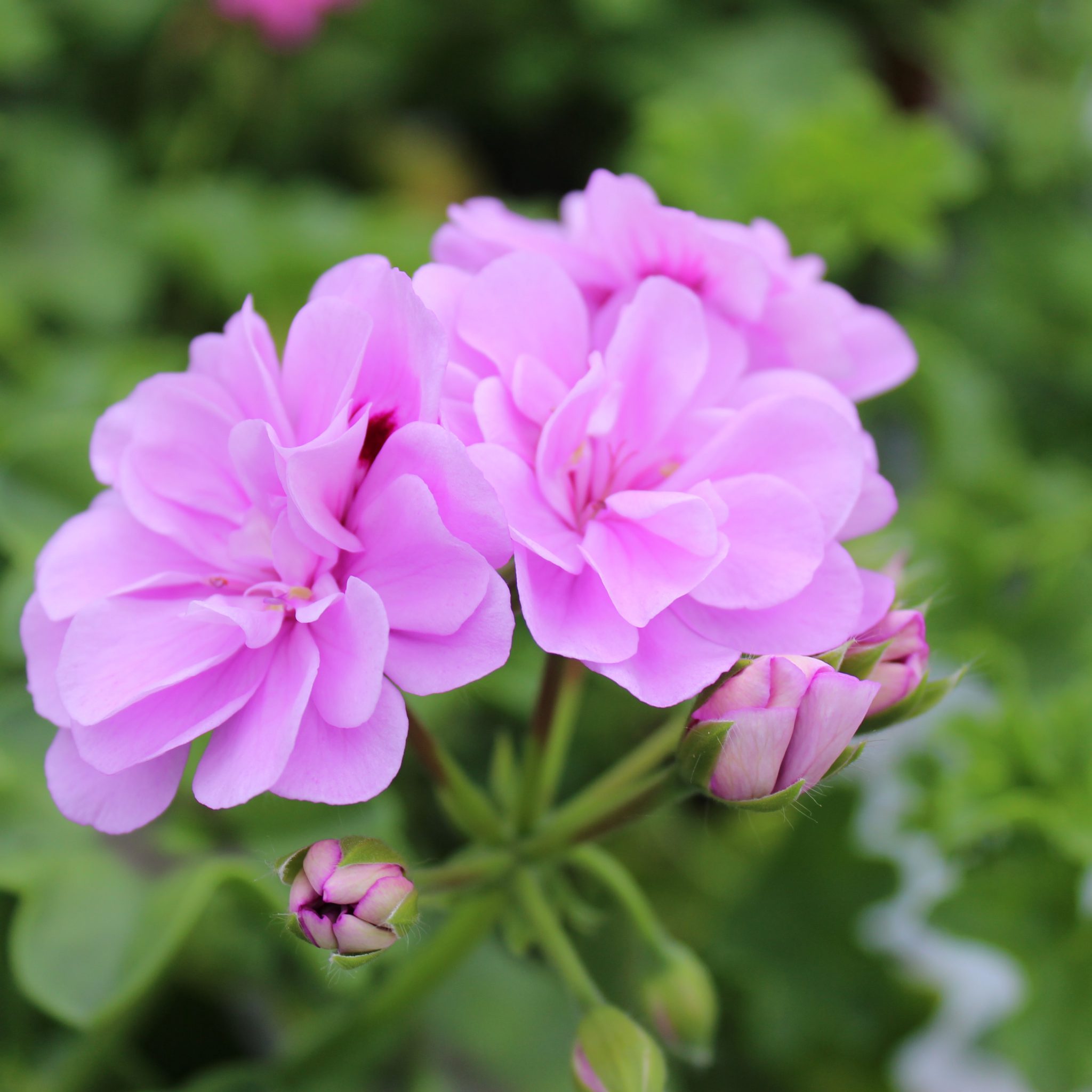 Pelargonium peltatum (Slyng Pelargonie) - Lundagers Gartneri