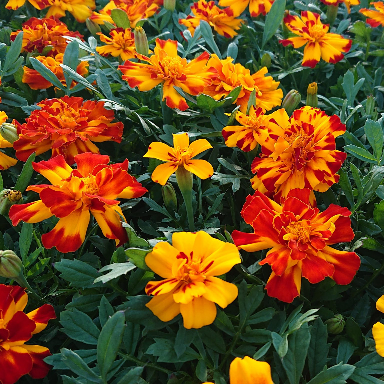 Tagetes x patula (Tagetes i kasse) - Lundagers Gartneri