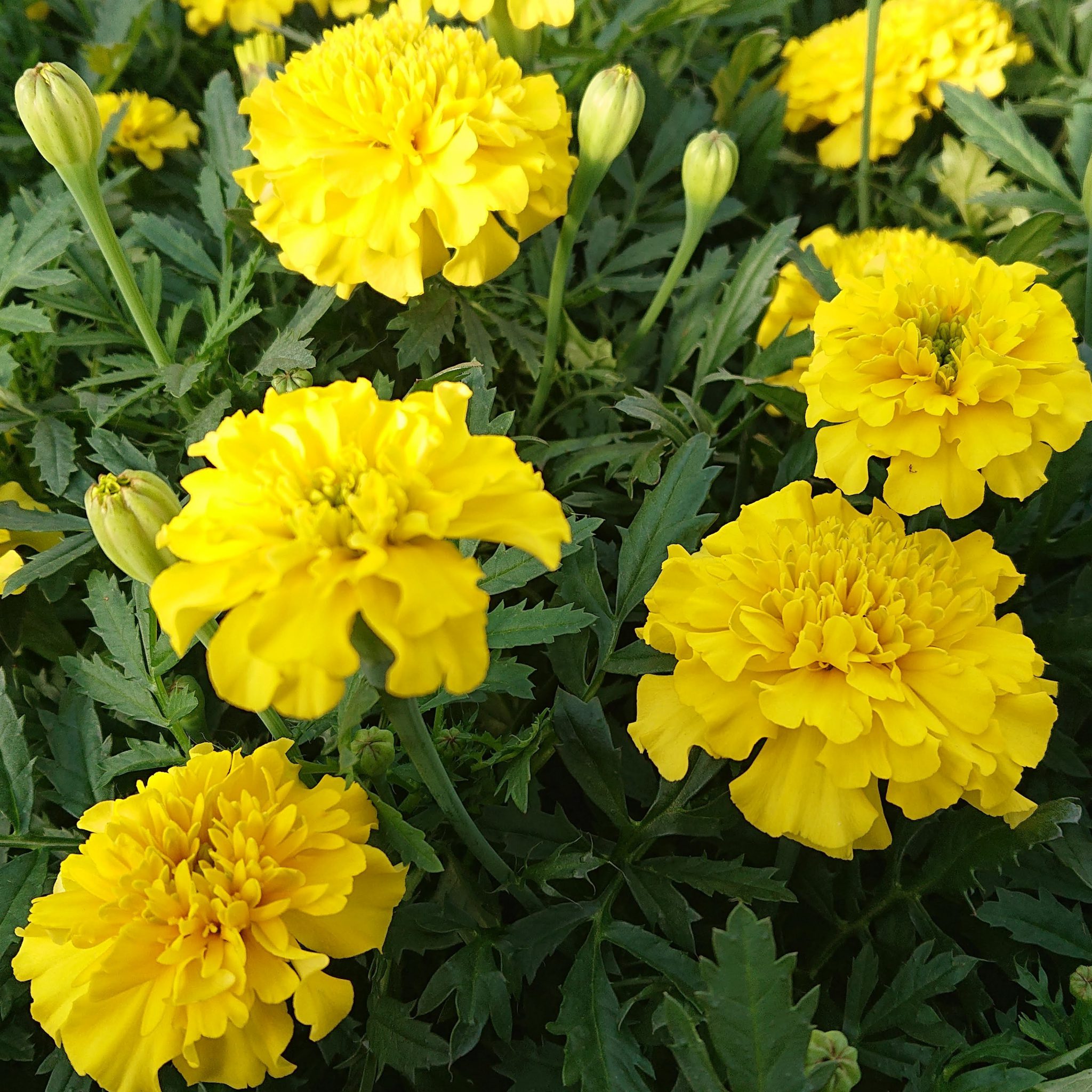 Tagetes x patula (Tagetes i kasse) - Lundagers Gartneri