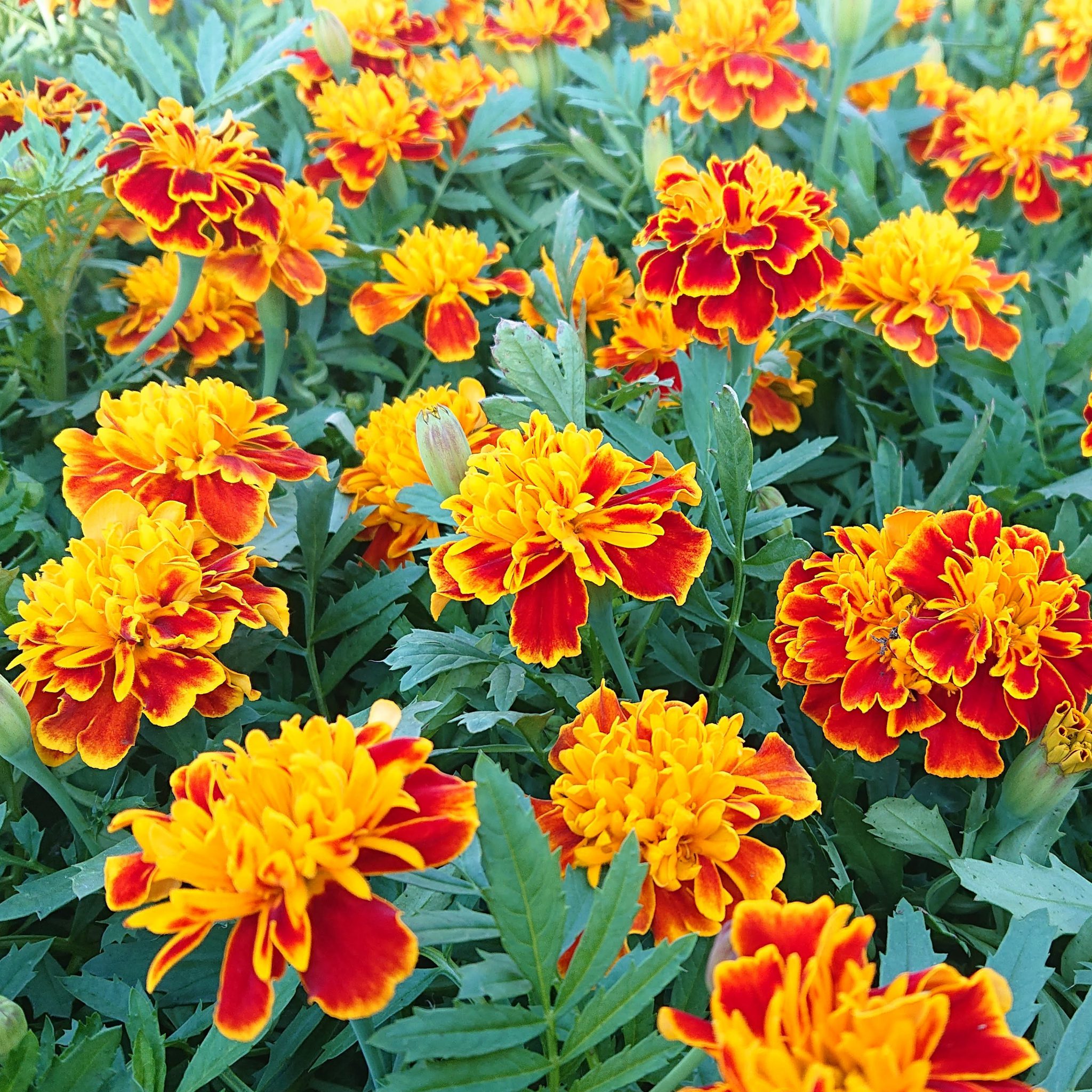 Tagetes x patula (Tagetes i kasse) - Lundagers Gartneri