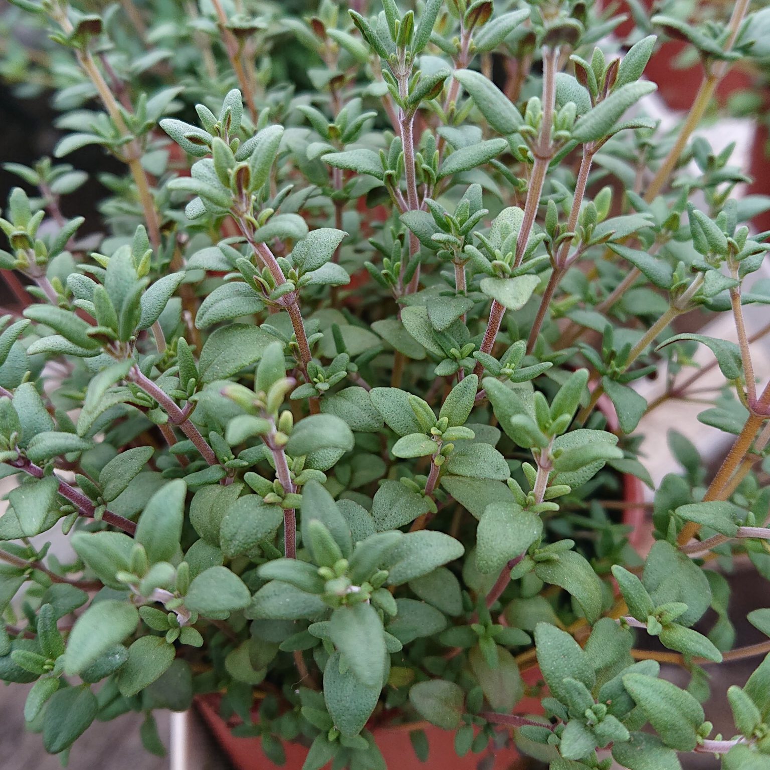 Thymus vulgaris (Timian) - Lundagers Gartneri