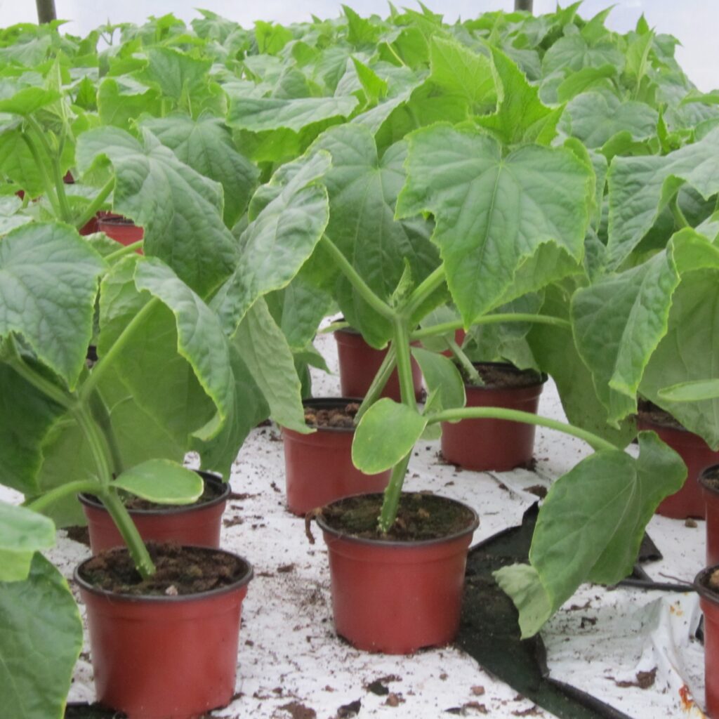 Køb Agurk planter hos Lundagers Gartneri