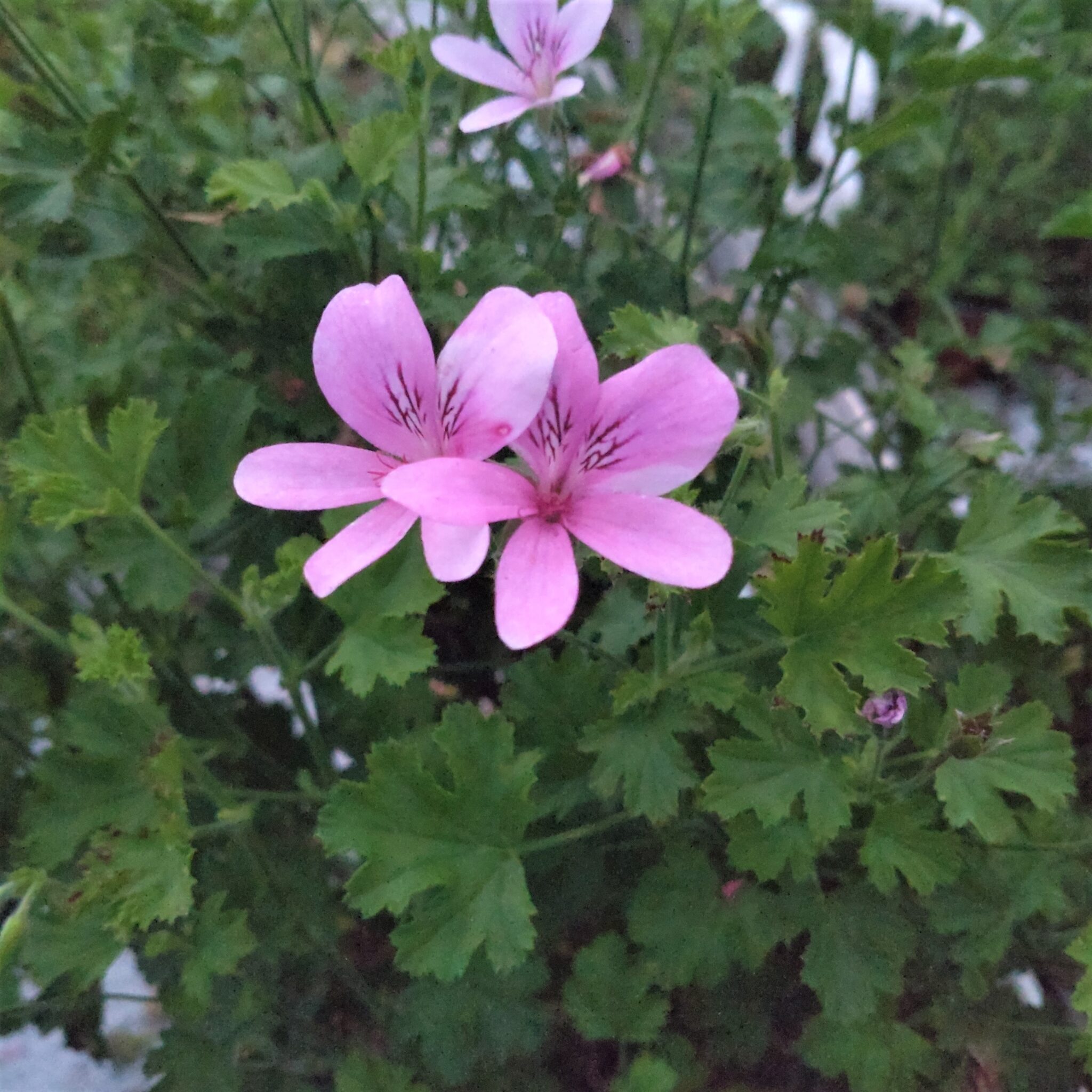 Pelargonie - Lundagers Gartneri