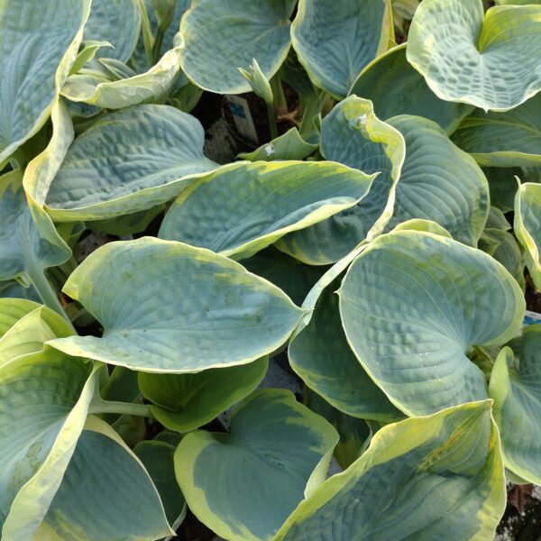 Hosta 'Dream Queen' (Funkia) - Lundagers Gartneri