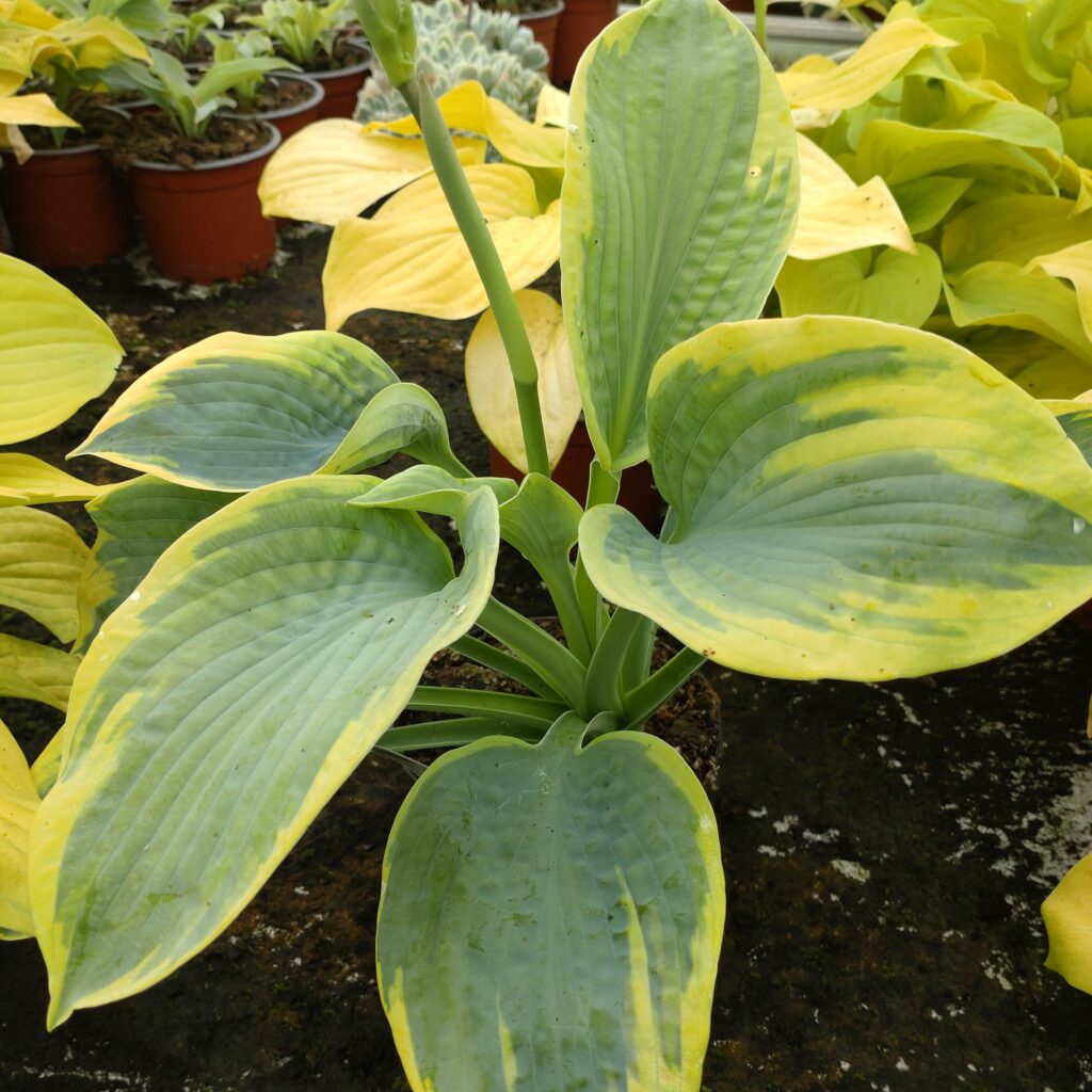 Hosta 'Dream Queen' (Funkia) - Lundagers Gartneri