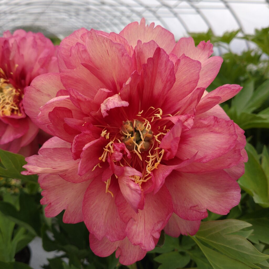 Paeonia Itoh 'Hillary' (Itoh pæon) - Lundagers Gartneri