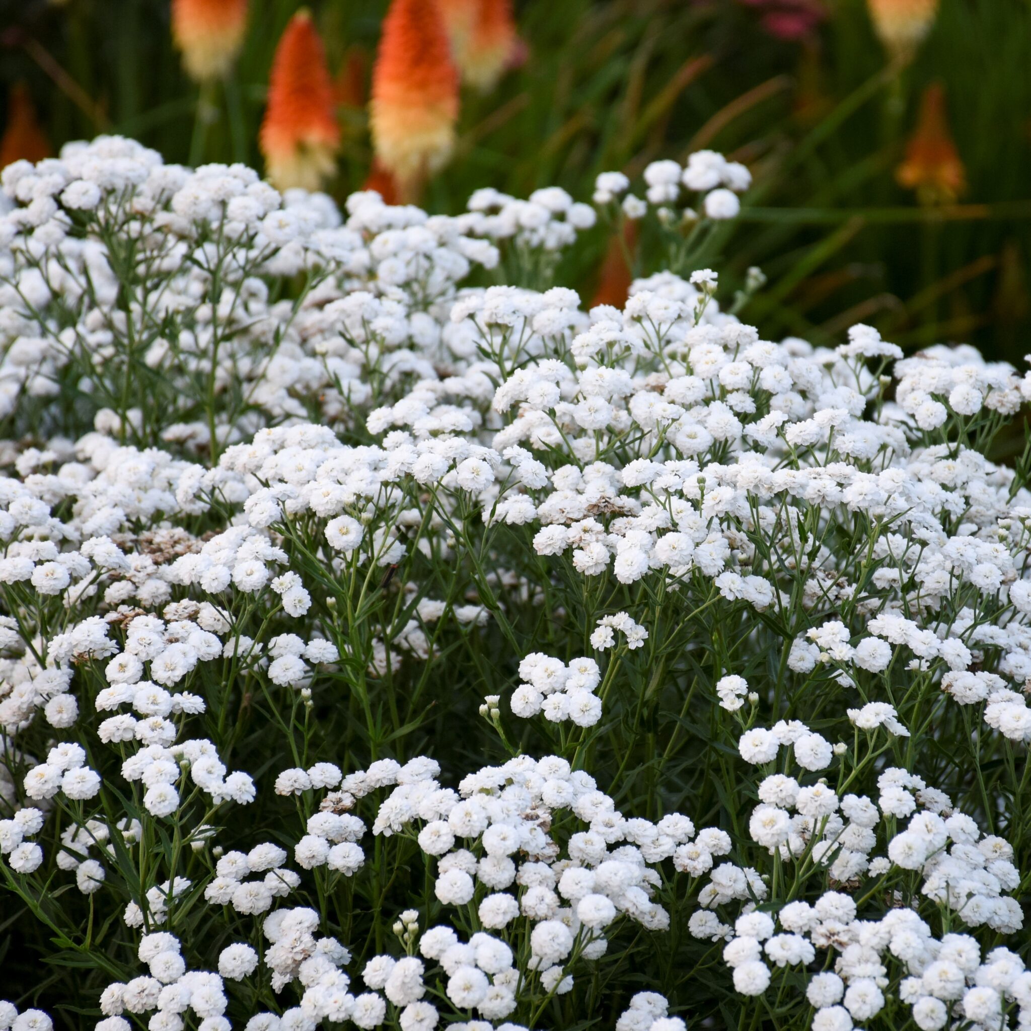 Achillea ptarmica 'Peter Cottontail' (Nyserøllike) - Lundagers Gartneri