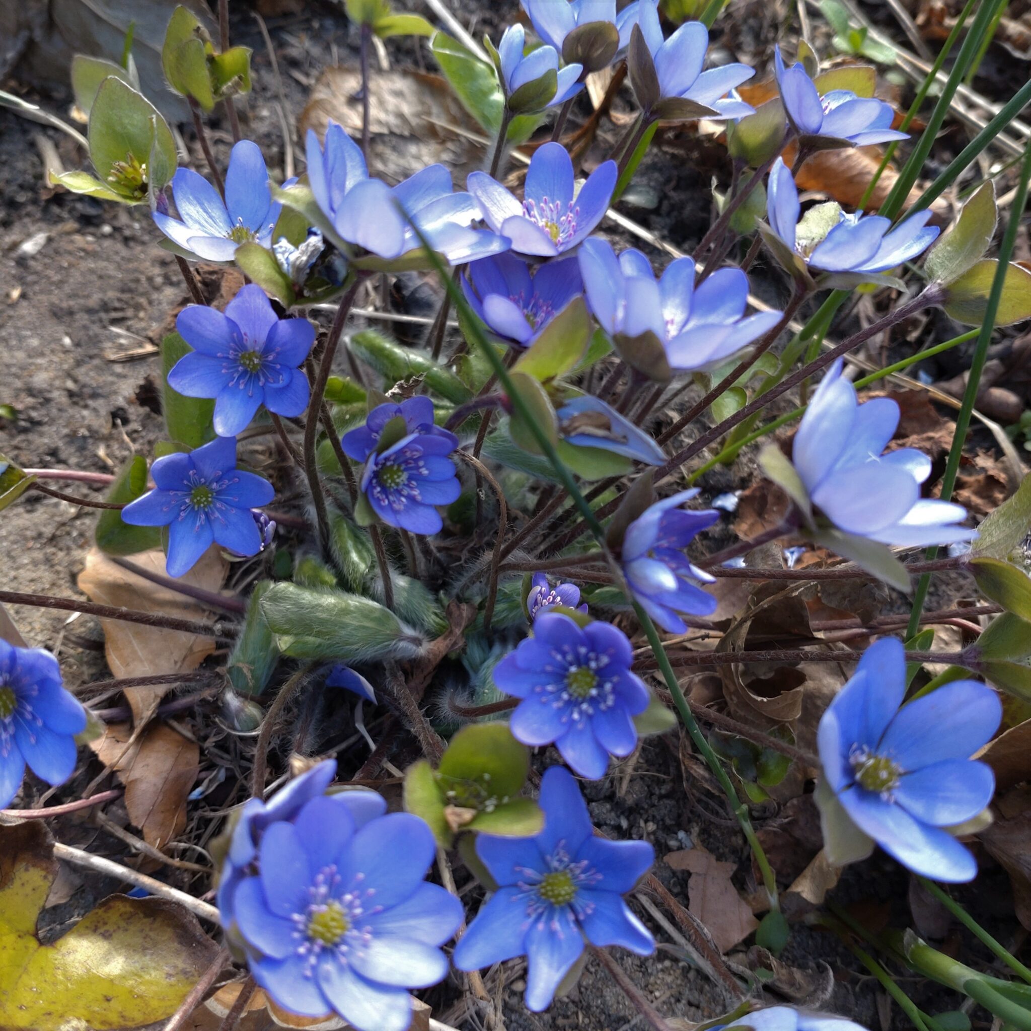 Hepatica nobilis (Blå Anemone) - Lundagers Gartneri