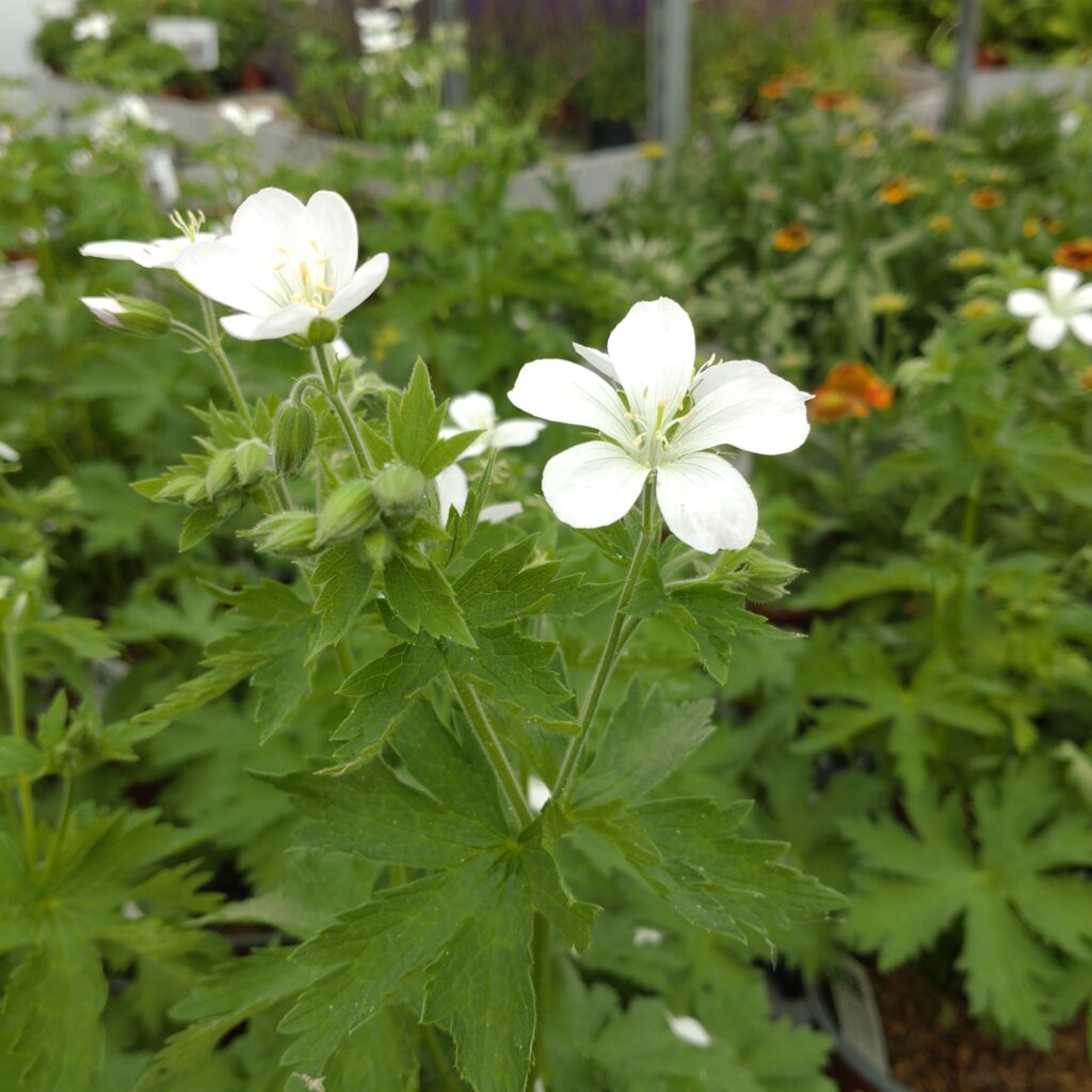 Geranium sylvaticum 'Album' (Storkenæb) - Lundagers Gartneri