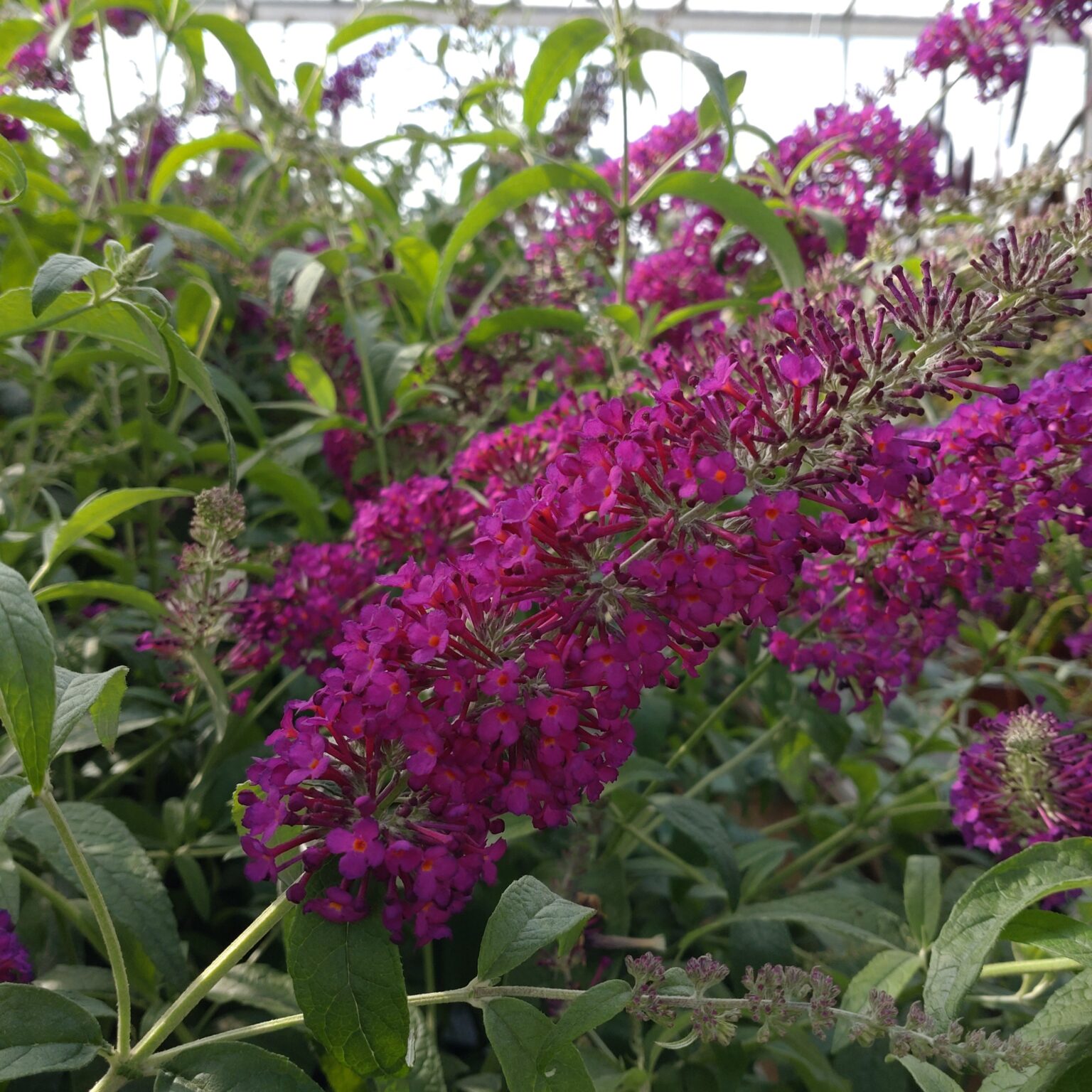 Buddleja 'Summerbird Magenta' (Sommerfuglebusk) - Lundagers Gartneri