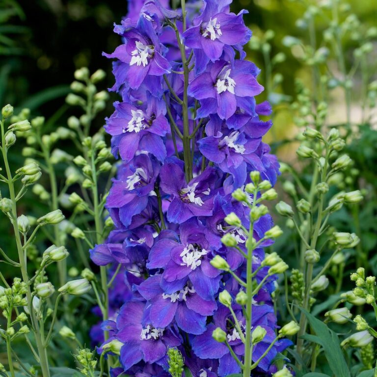 Delphinium 'Delgenius Glitzy' (Ridderspore) - Lundagers Gartneri