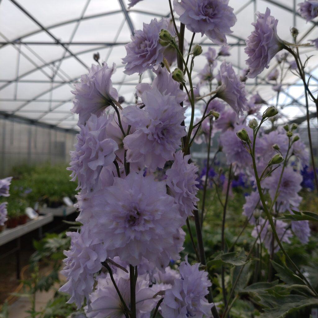 Delphinium 'Highlander Cha Cha' (Ridderspore) - Lundagers Gartneri