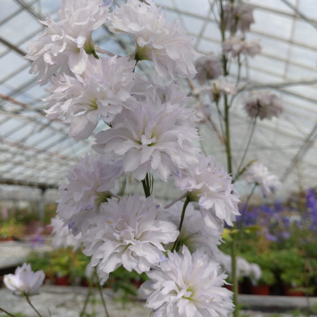 Delphinium hybrids Highlander 'Highlander Cha Cha' (Ridderspore) - Lundagers Gartneri