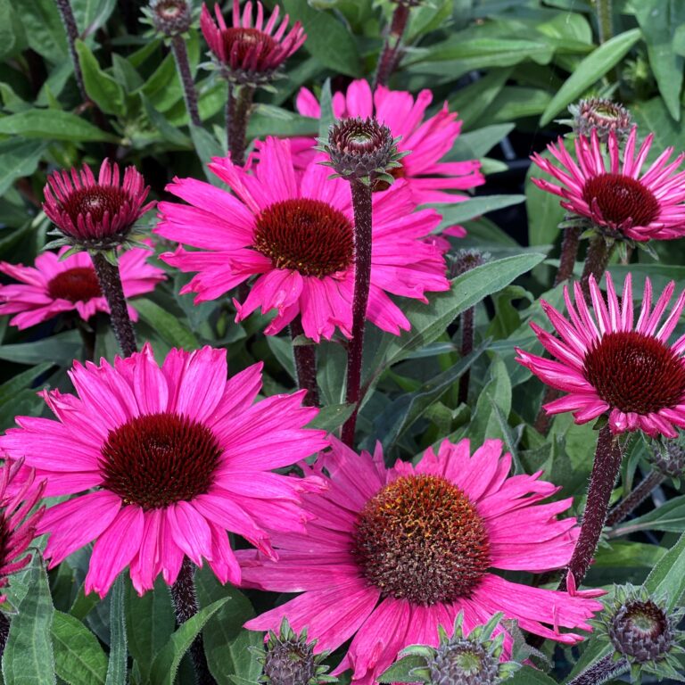 Echinacea purpurea 'Sunseekers Purplelicious' (Purpursolhat ...