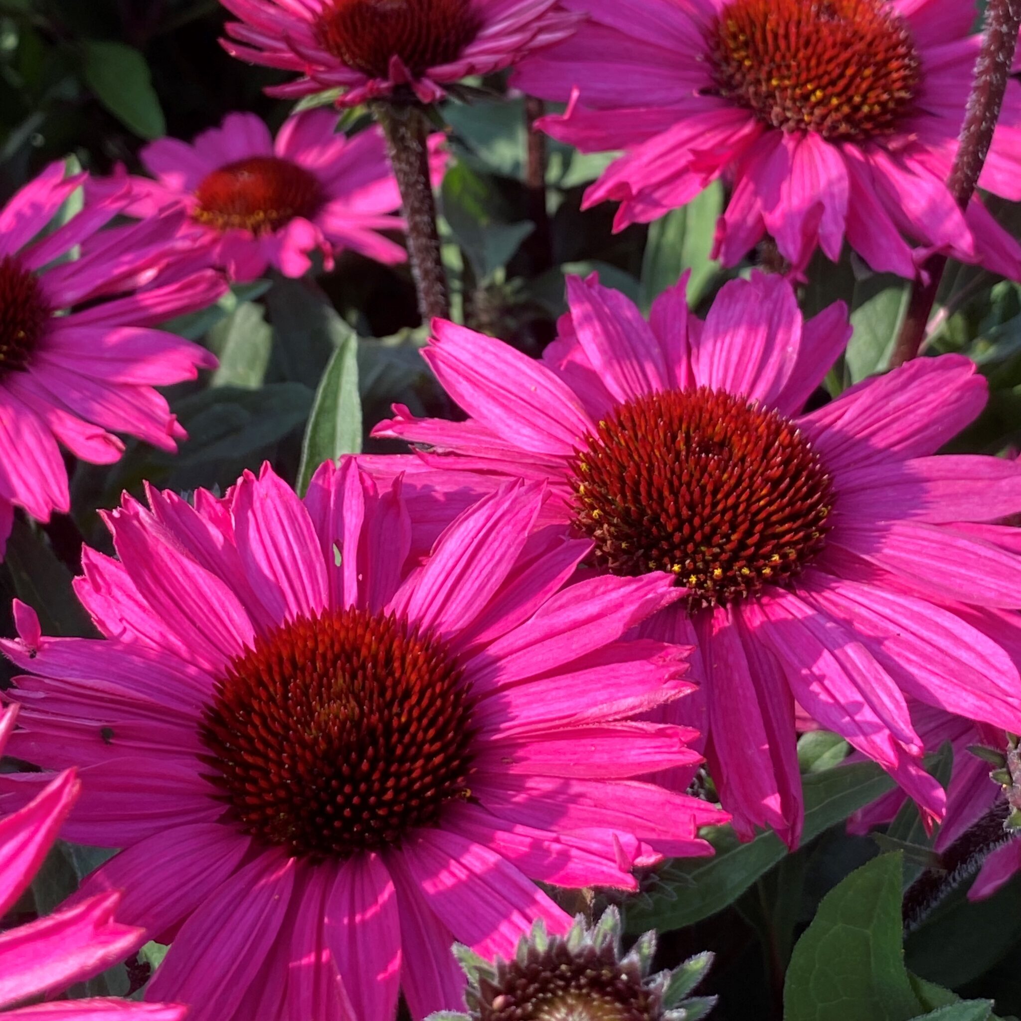 Echinacea purpurea 'Sunseekers Purplelicious' (Purpursolhat ...