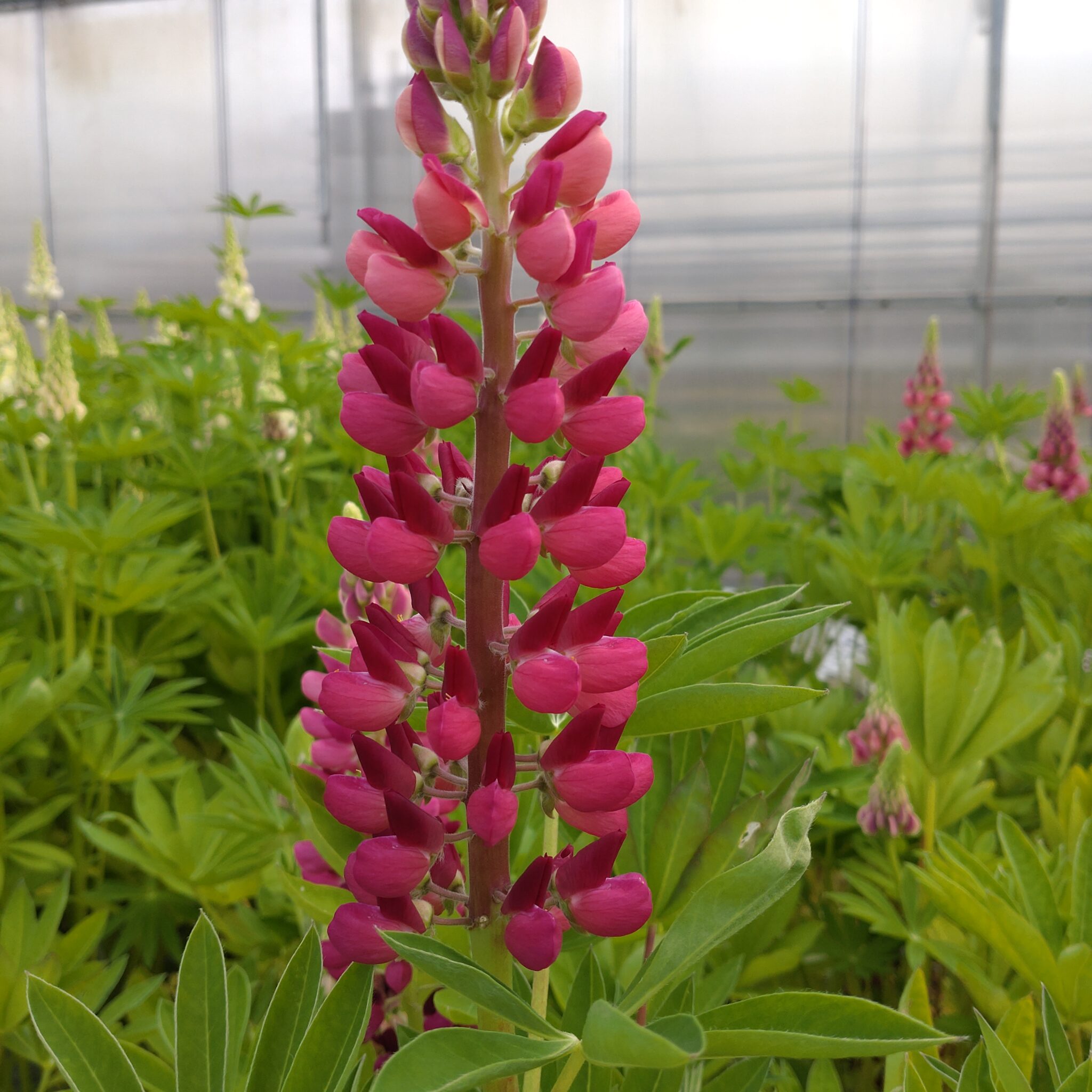 Lupinus polyphyllus 'Legendary Red Shades' (Lupin) - Lundagers Gartneri