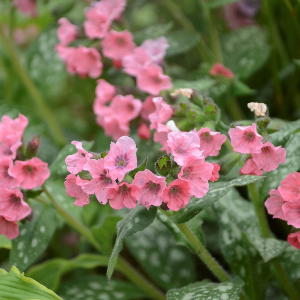 Pulmonaria hybrid 'Pretty in Pink' (Lungeurt) - Lundagers Gartneri