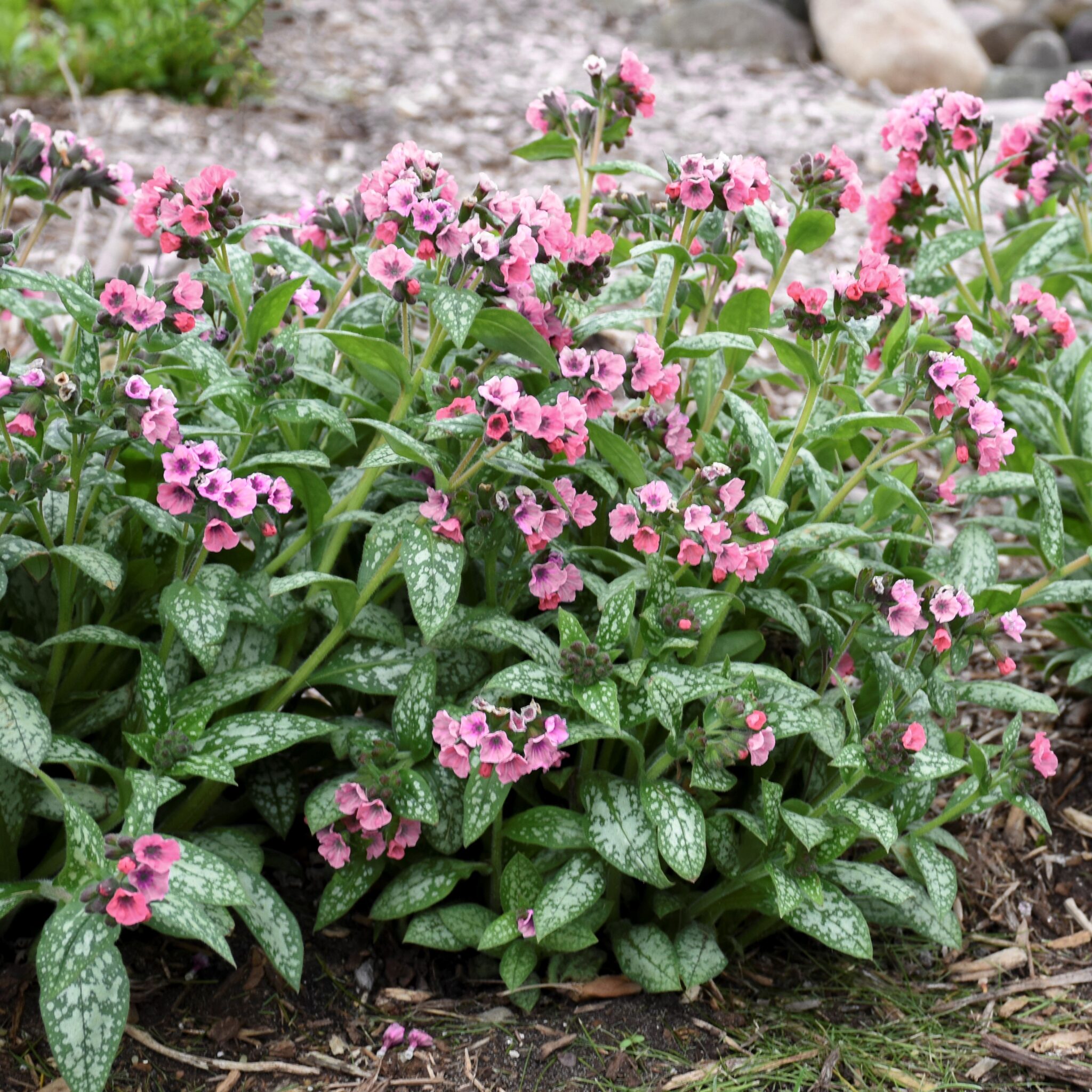 Pulmonaria hybrid 'Pretty in Pink' (Lungeurt) - Lundagers Gartneri