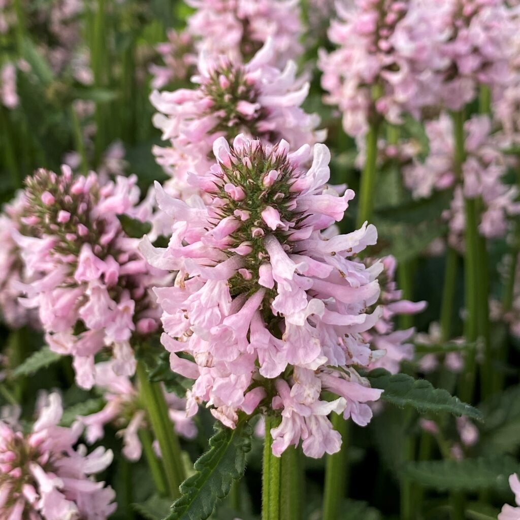 Stachys monnieri 'Summer Sweets' (Betonie) - Lundagers Gartneri