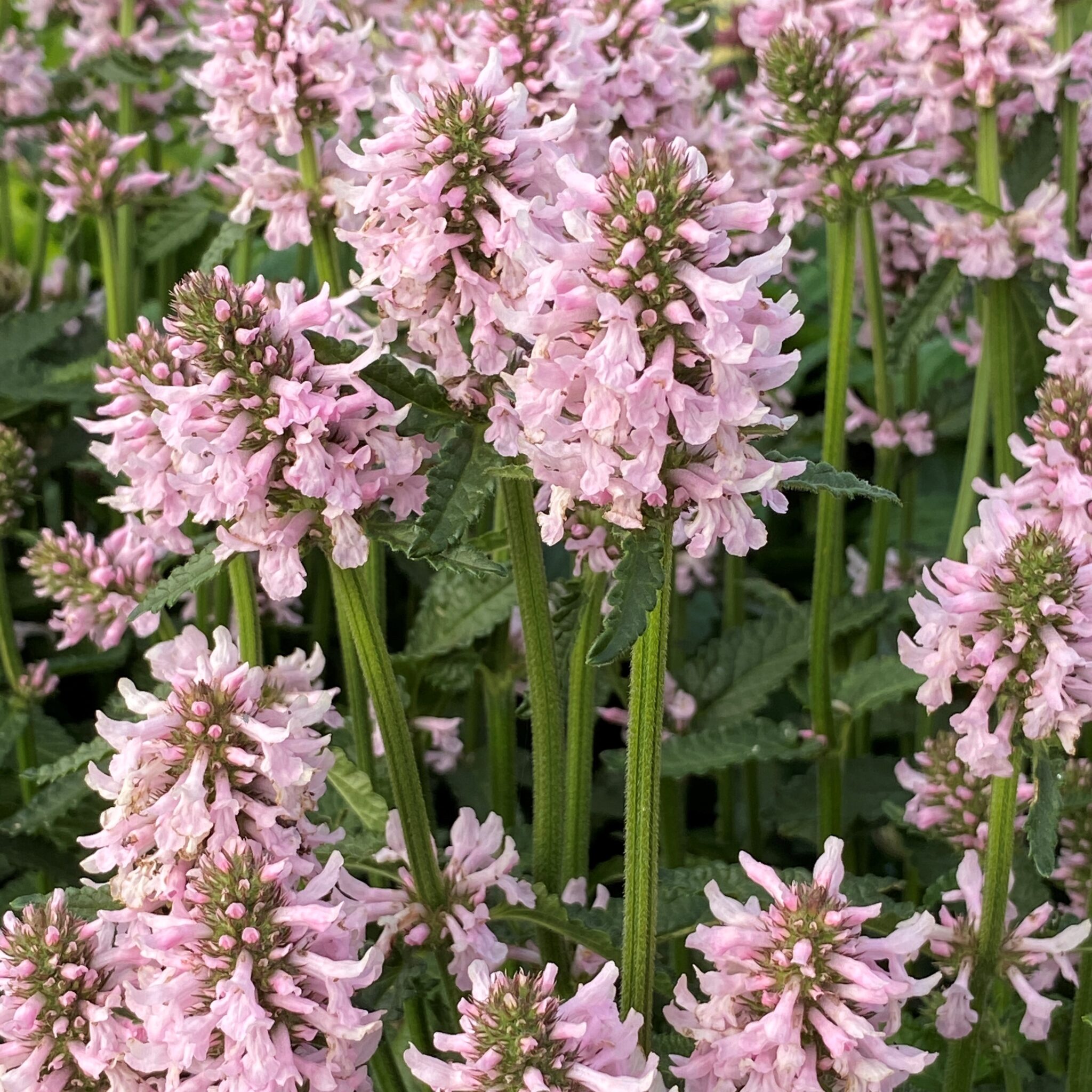 Stachys monnieri 'Summer Sweets' (Betonie) - Lundagers Gartneri
