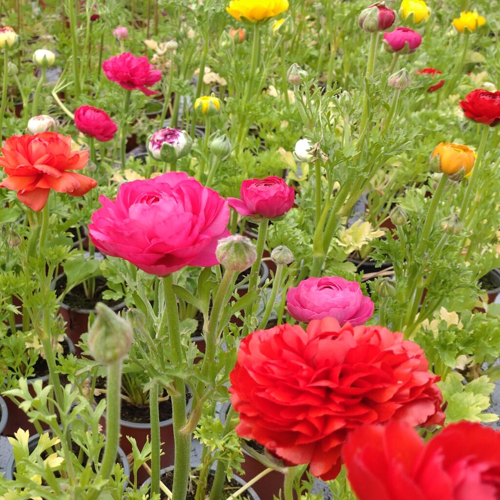 Ranunculus x asiaticus (Ranunkel) - Lundagers Gartneri