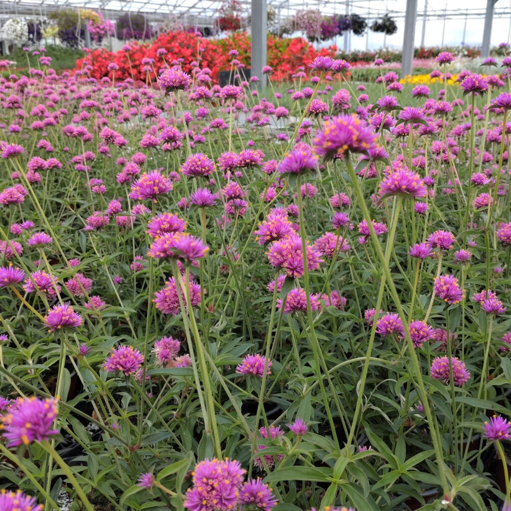 Gomphrena Truffula Pink (Kugleamarant) - Lundagers Gartneri