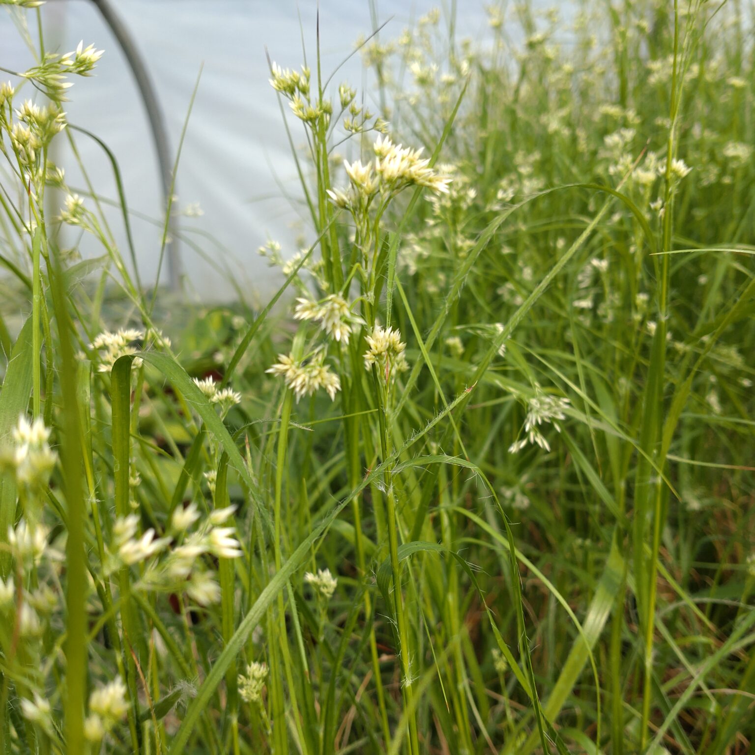 Luzula nivea (Snefrytle) - Lundagers Gartneri