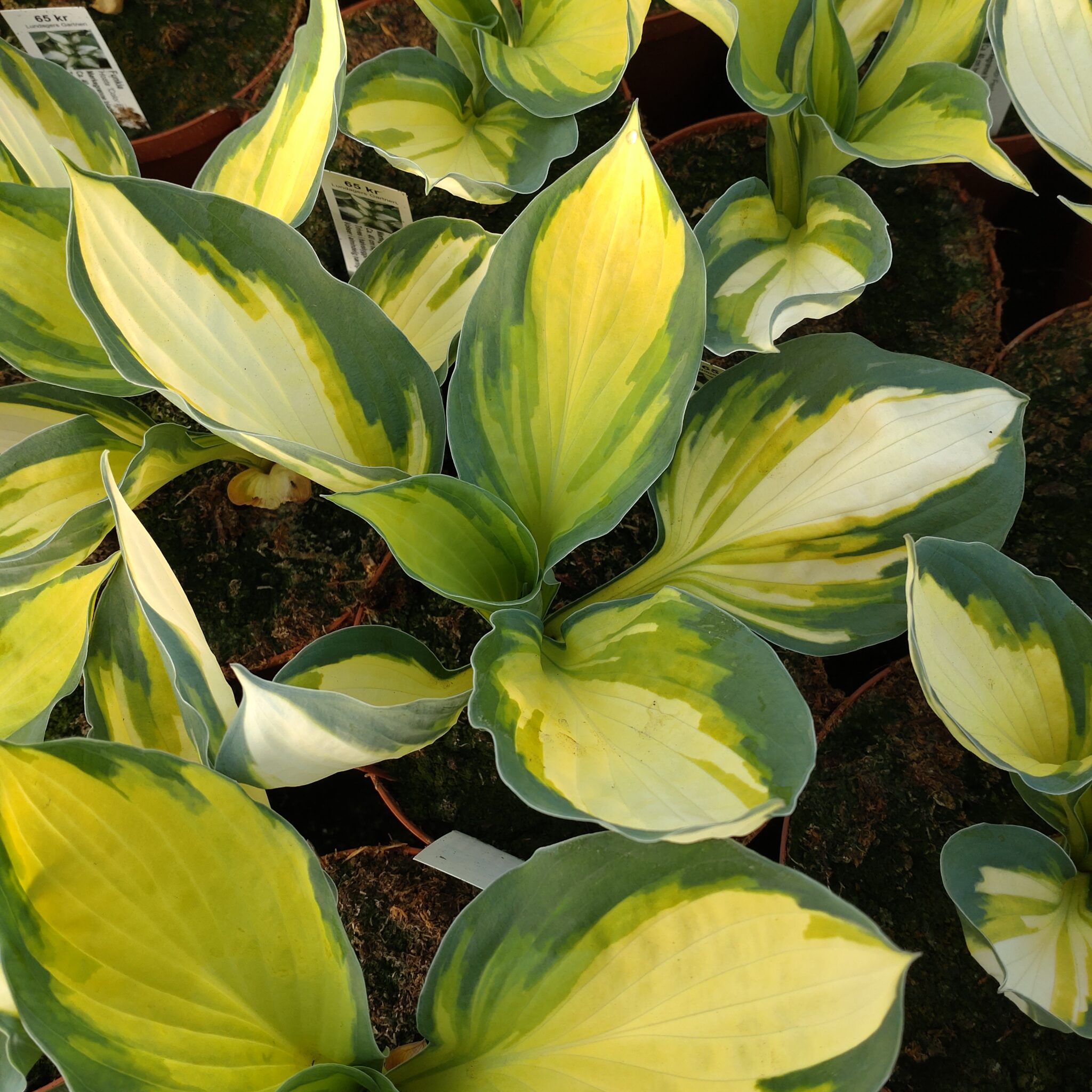 Forside - Lundagers Gartneri