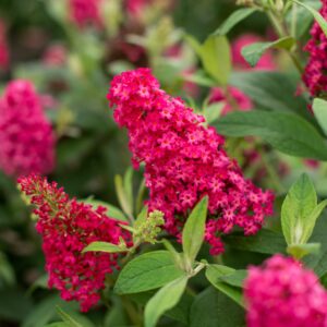 Buddleja 'Buttefly Candy Little Ruby' (Sommerfuglebusk) - Lundagers ...