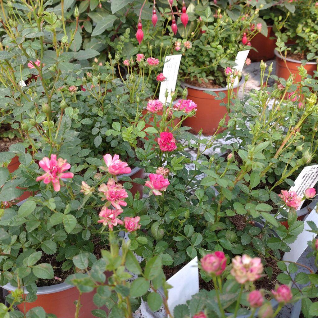 Rosa hybrid Lily Rose Wonder6 (Småblomstret minirose) - Lundagers Gartneri