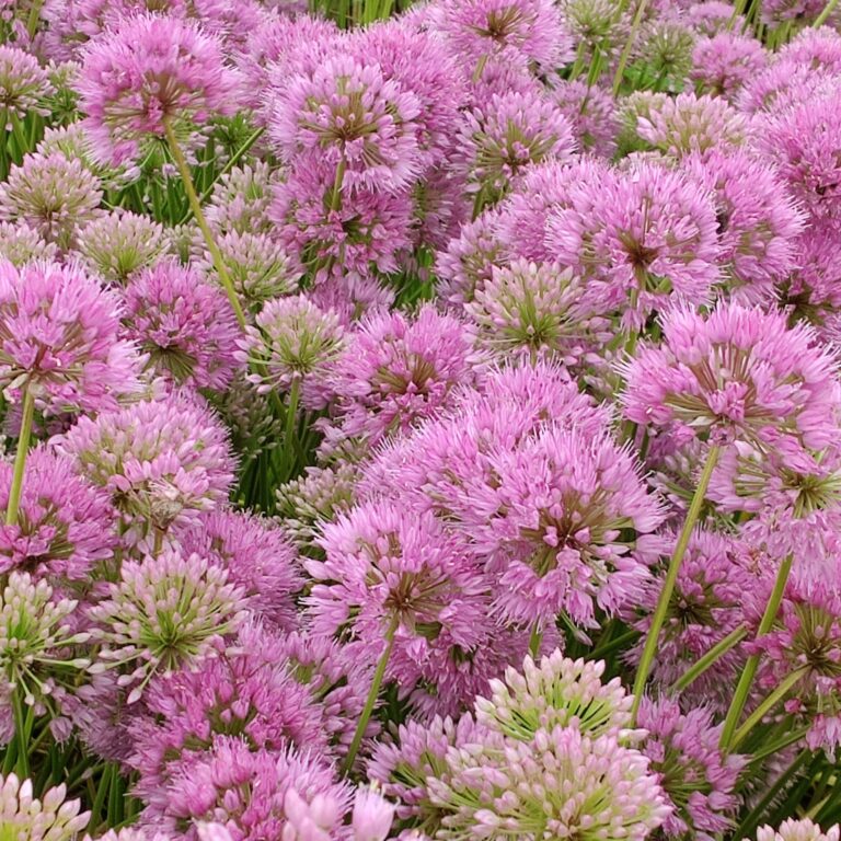 Allium 'Avatar' (Prydløg) - Lundagers Gartneri