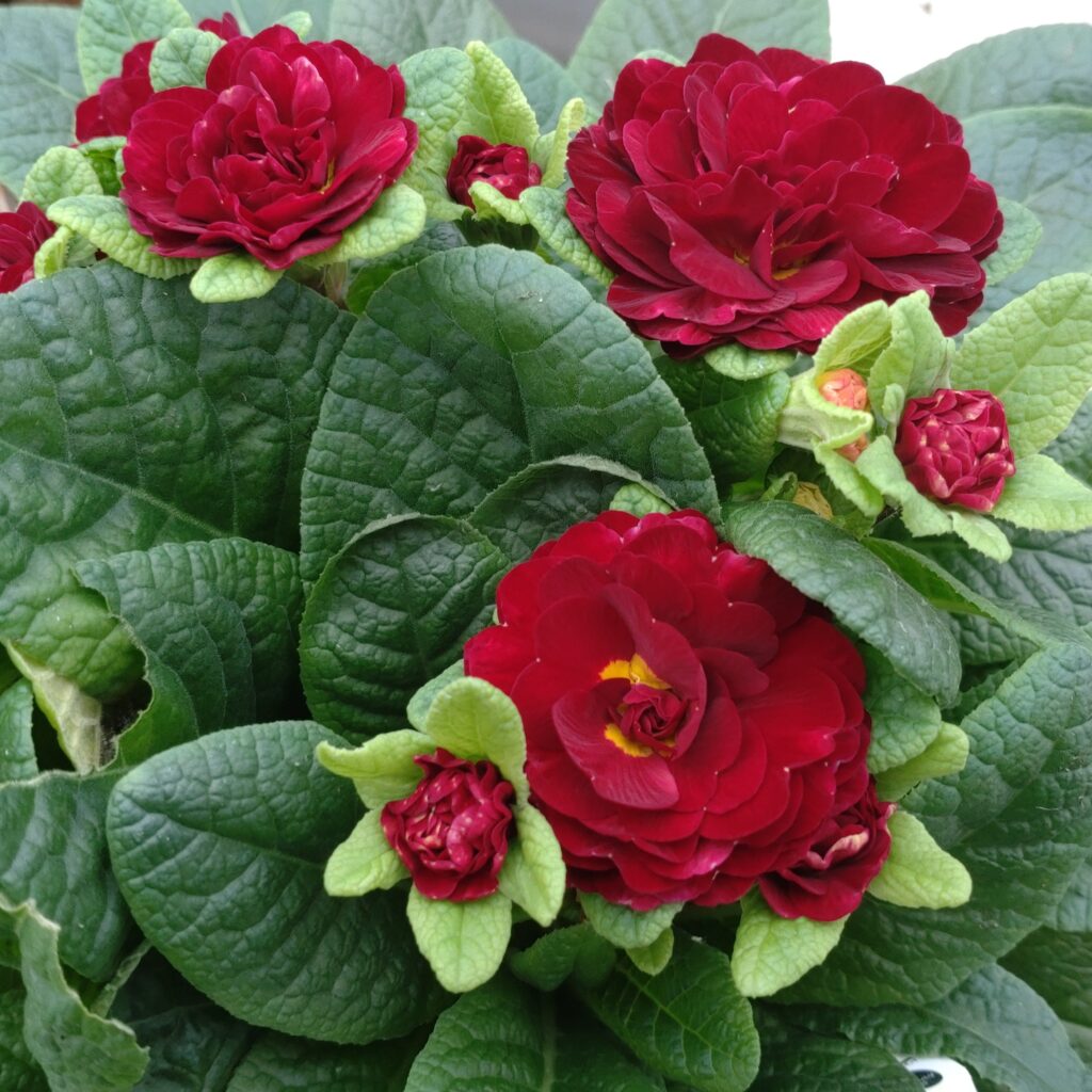 Primula vulgaris ‘Belarina Valentine’ (Dobbelt haveprimula) - Lundagers ...