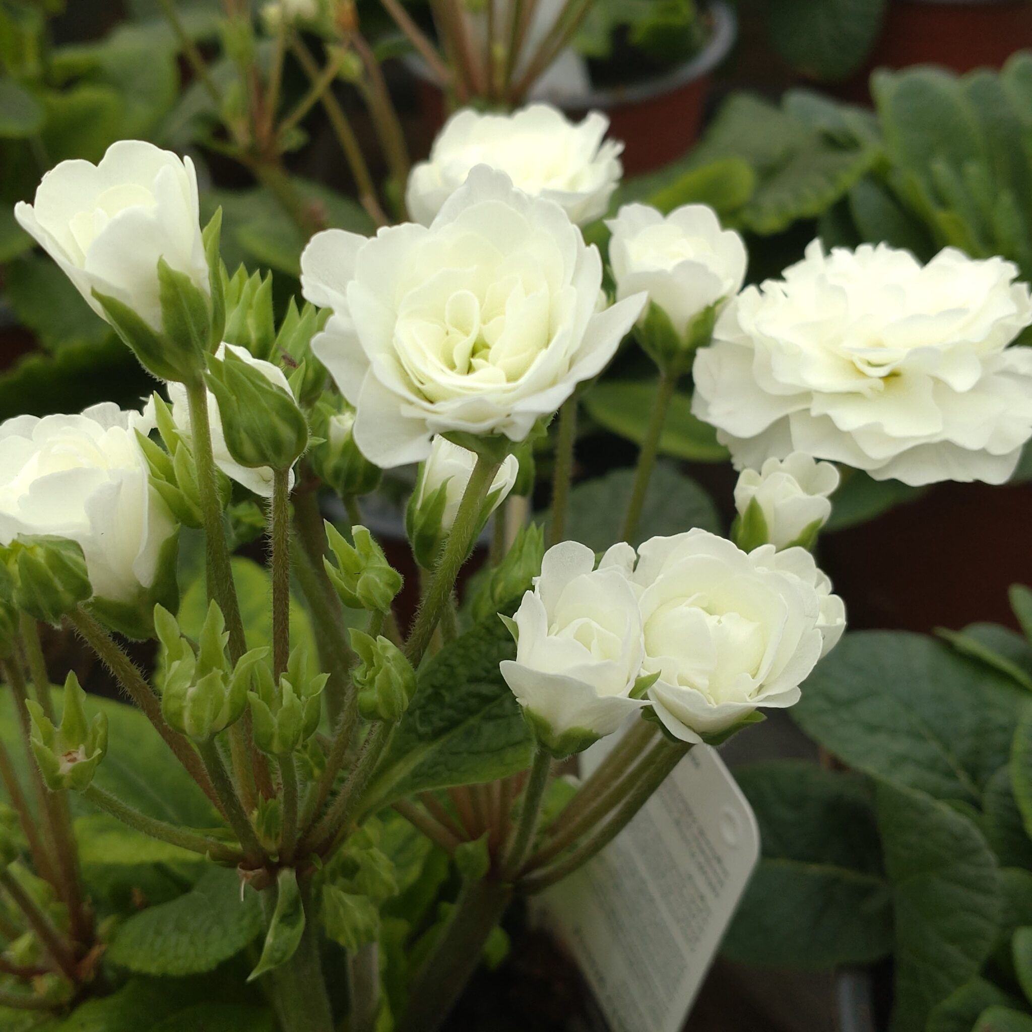 Forside - Lundagers Gartneri