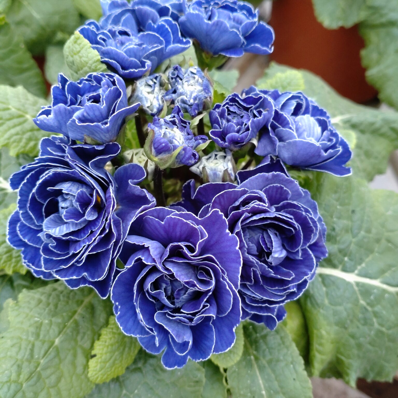 Primula vulgaris ‘Belarina Baltic Blue’ (Dobbelt haveprimula ...
