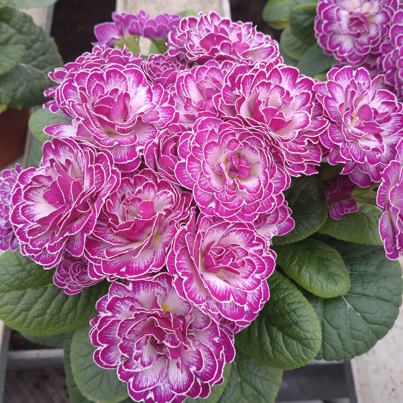 Primula vulgaris ‘Belarina Candy Frost’ (Dobbelt haveprimula ...