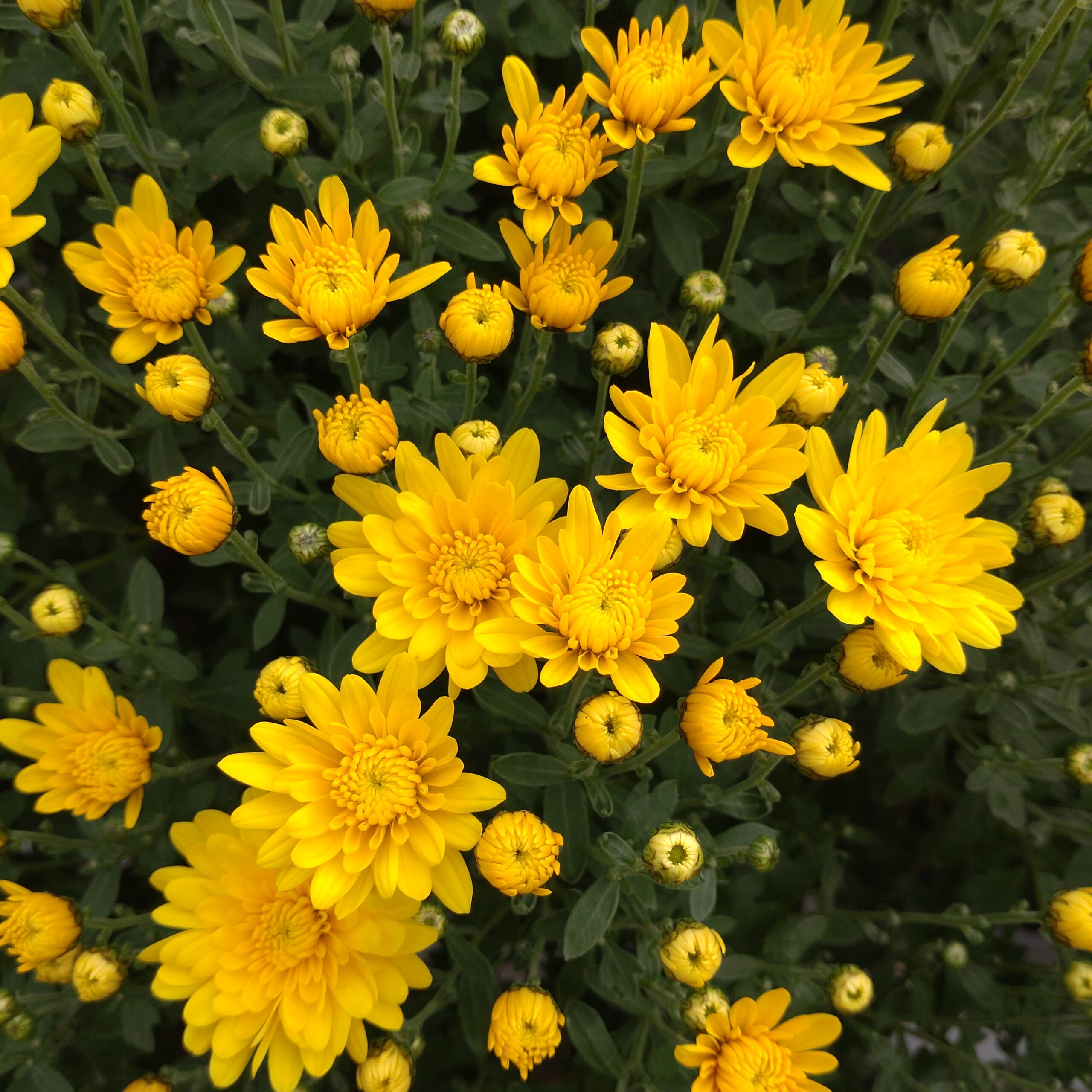 Chrysanthemum multiflora (Kugle krysantemum / Efterårs krysantemum ...