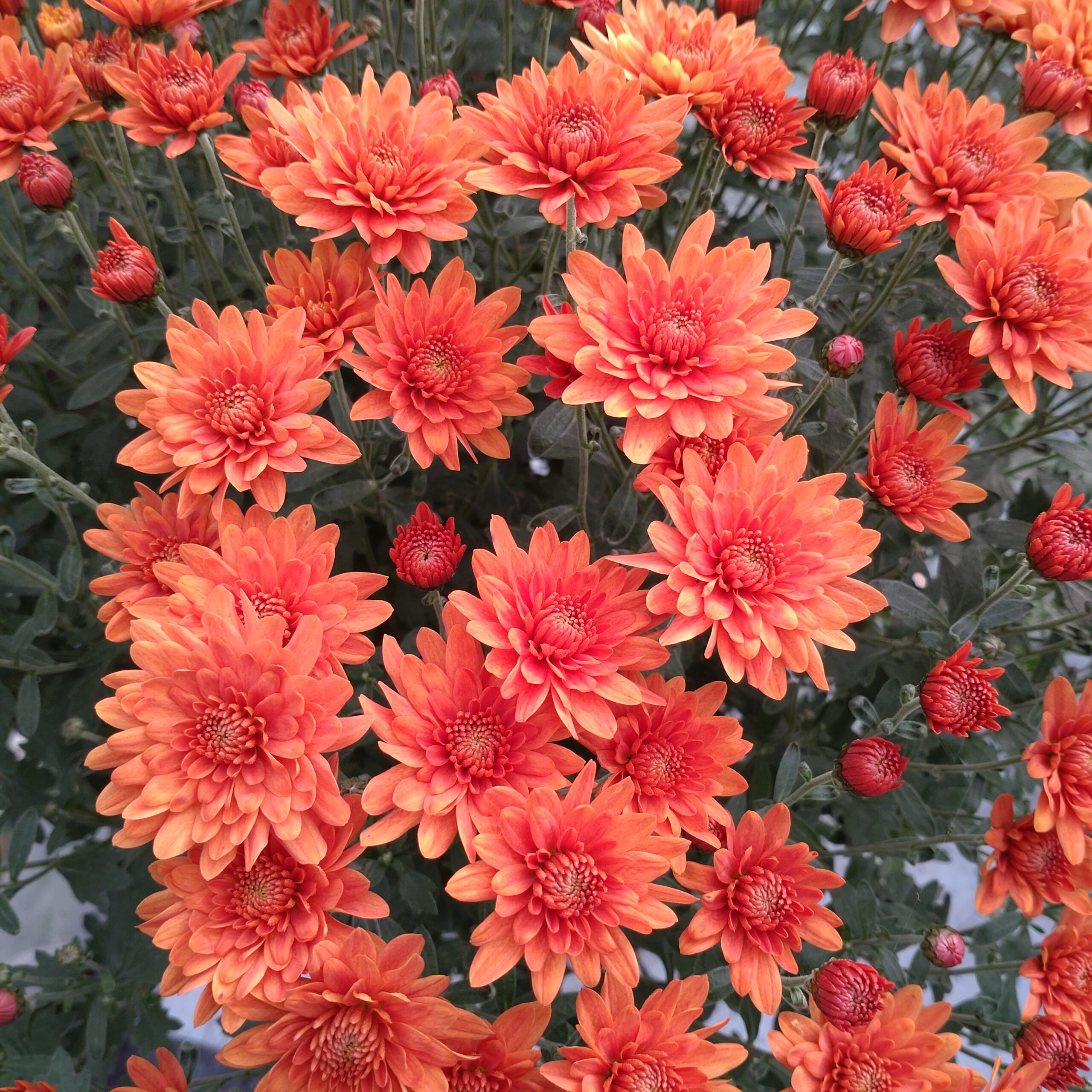 Chrysanthemum multiflora (Kugle krysantemum / Efterårs krysantemum ...