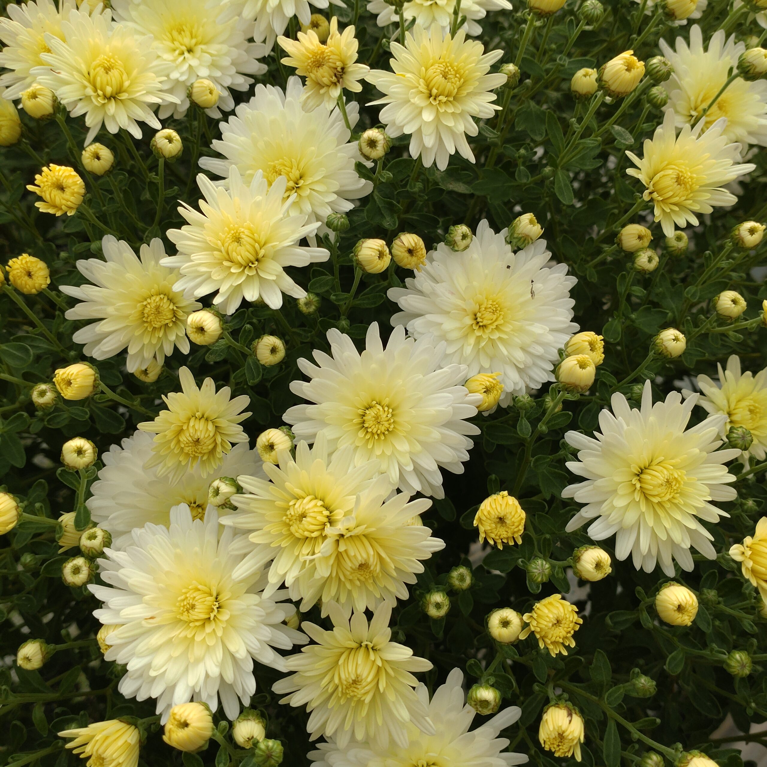 Chrysanthemum multiflora (Kugle krysantemum / Efterårs krysantemum ...