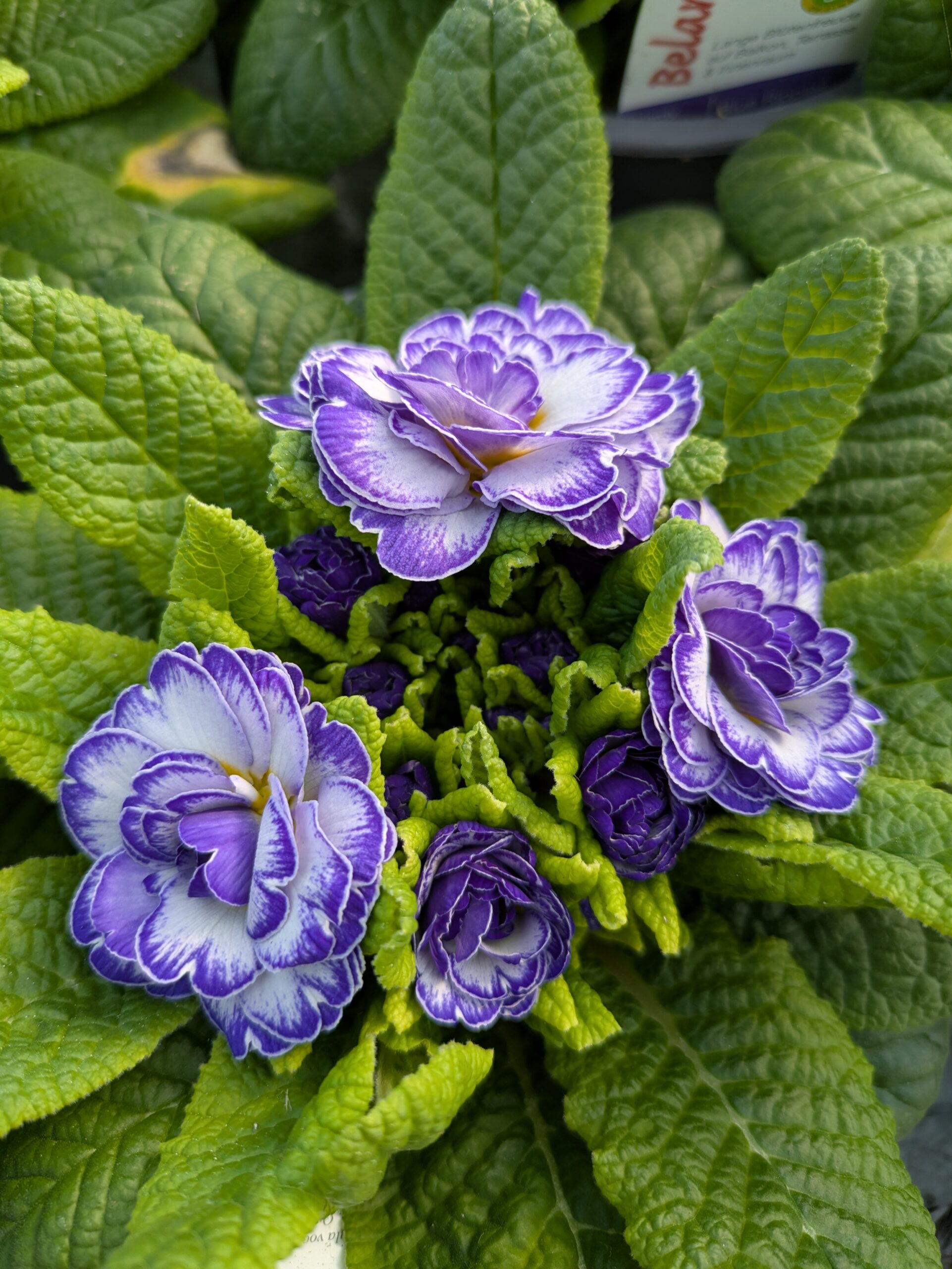 Primula vulgaris ‘Belarina Blue Ripples’ (Dobbelt haveprimula ...