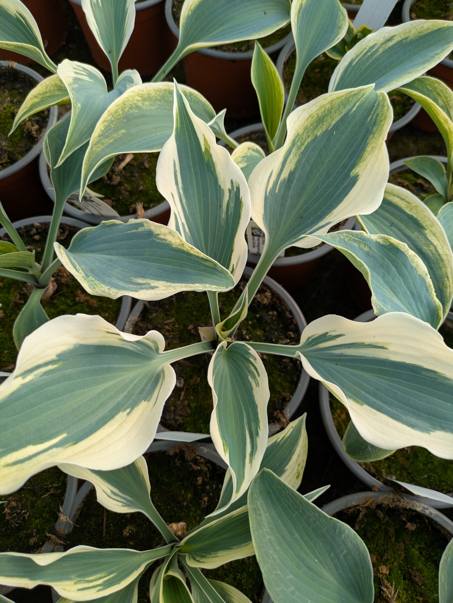 Hosta 'Blue Ivory' (Funkia) - Lundagers Gartneri