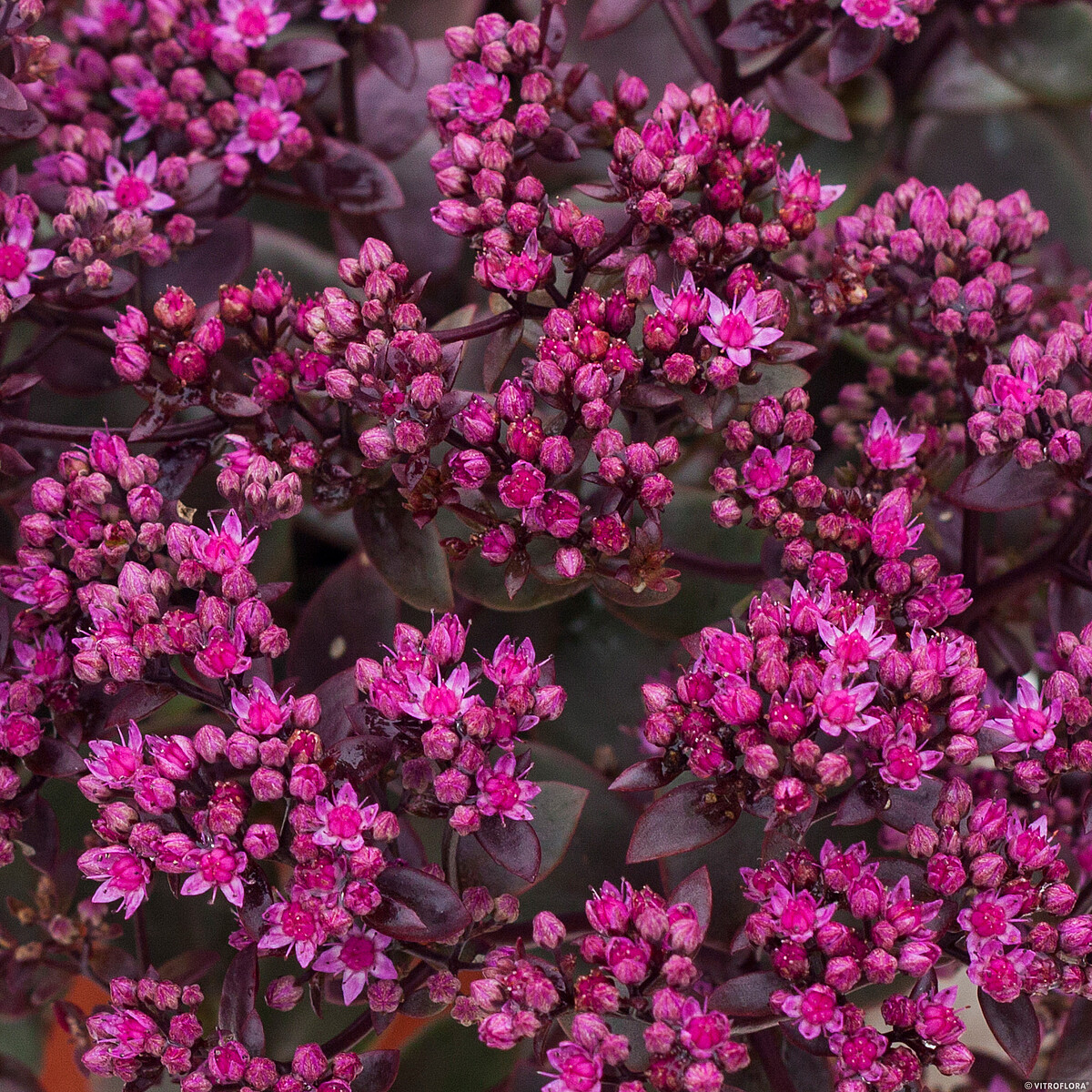 Sedum x hybridum ‘Sunsparkler Firecracker’ (Stenurt) - Lundagers Gartneri