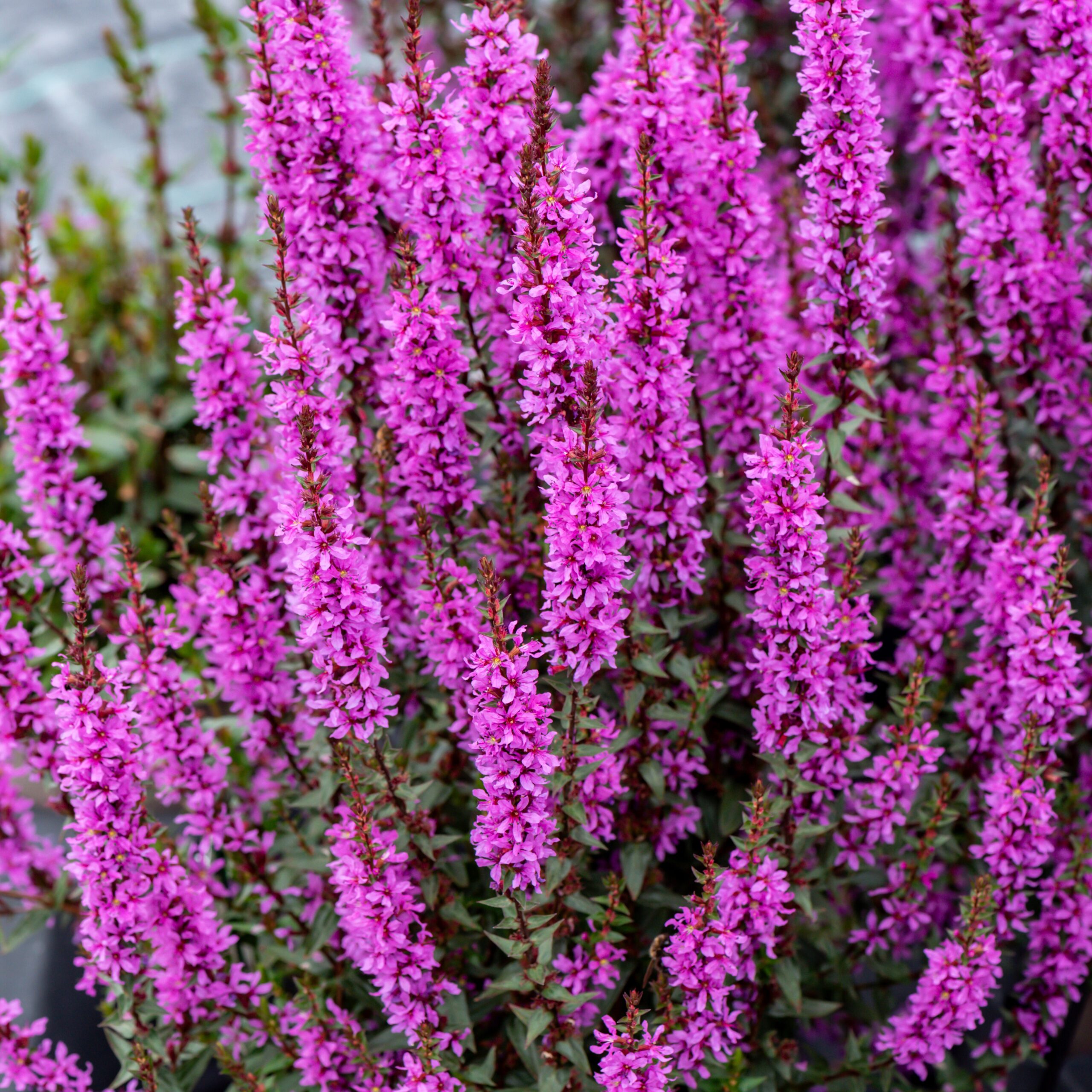 Lythrum hybrida 'Luminaria Lilac' (Kattehale) - Lundagers Gartneri